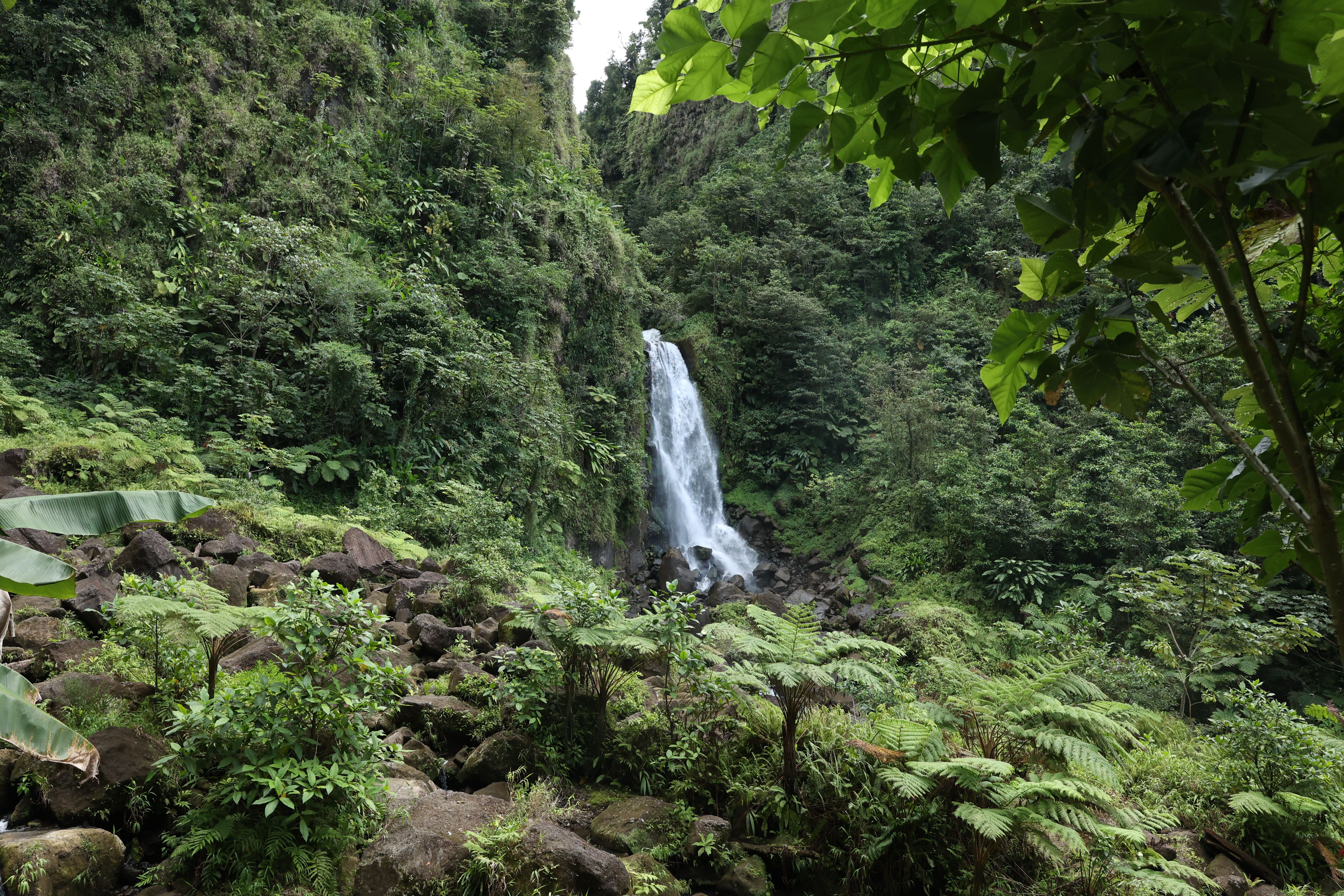 Small cascade waterfall in exotic rainforest · Free Stock Photo