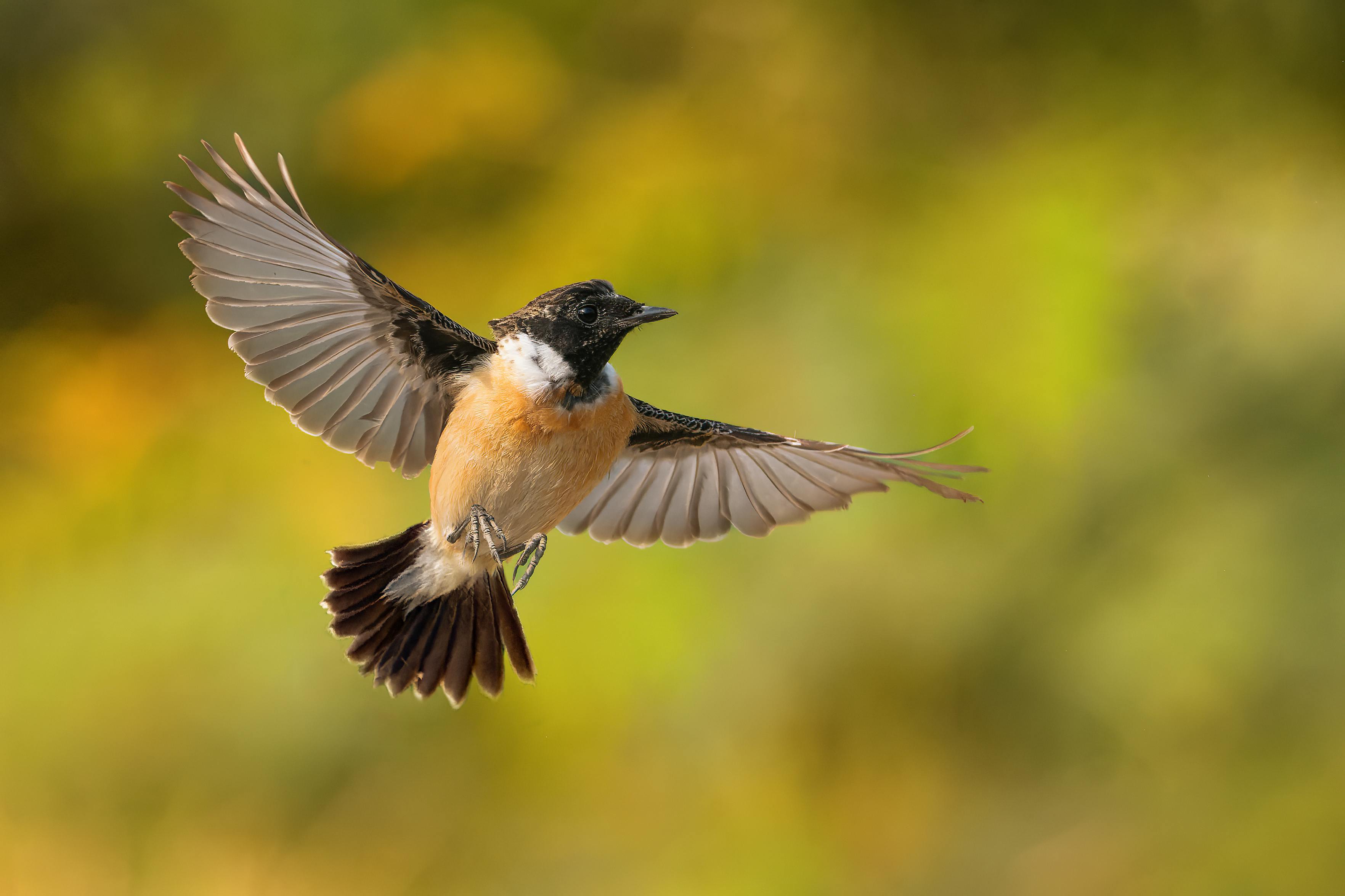 European Stonechat Flying in Air · Free Stock Photo