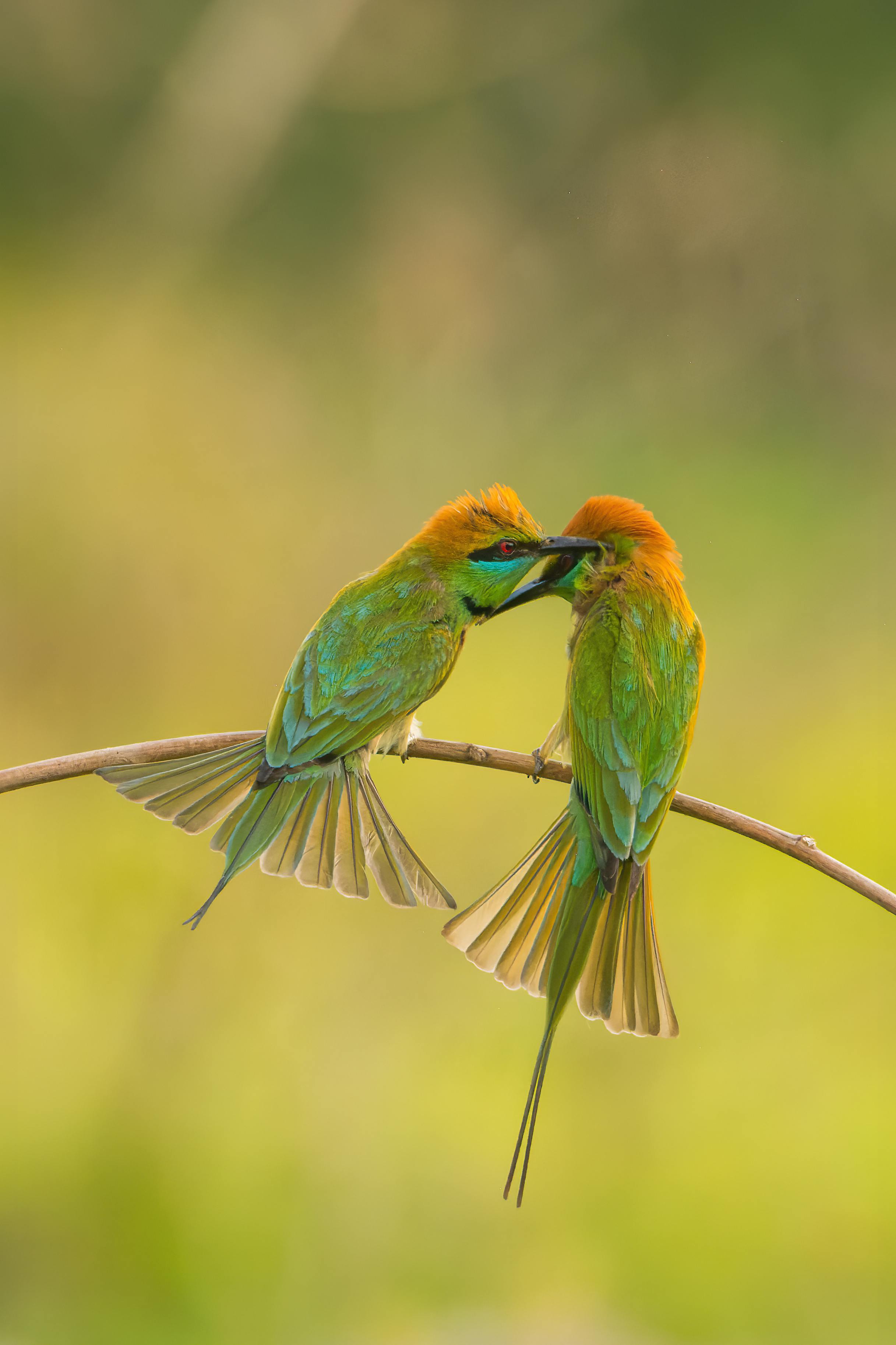 Pair of Green Birds Perching · Free Stock Photo