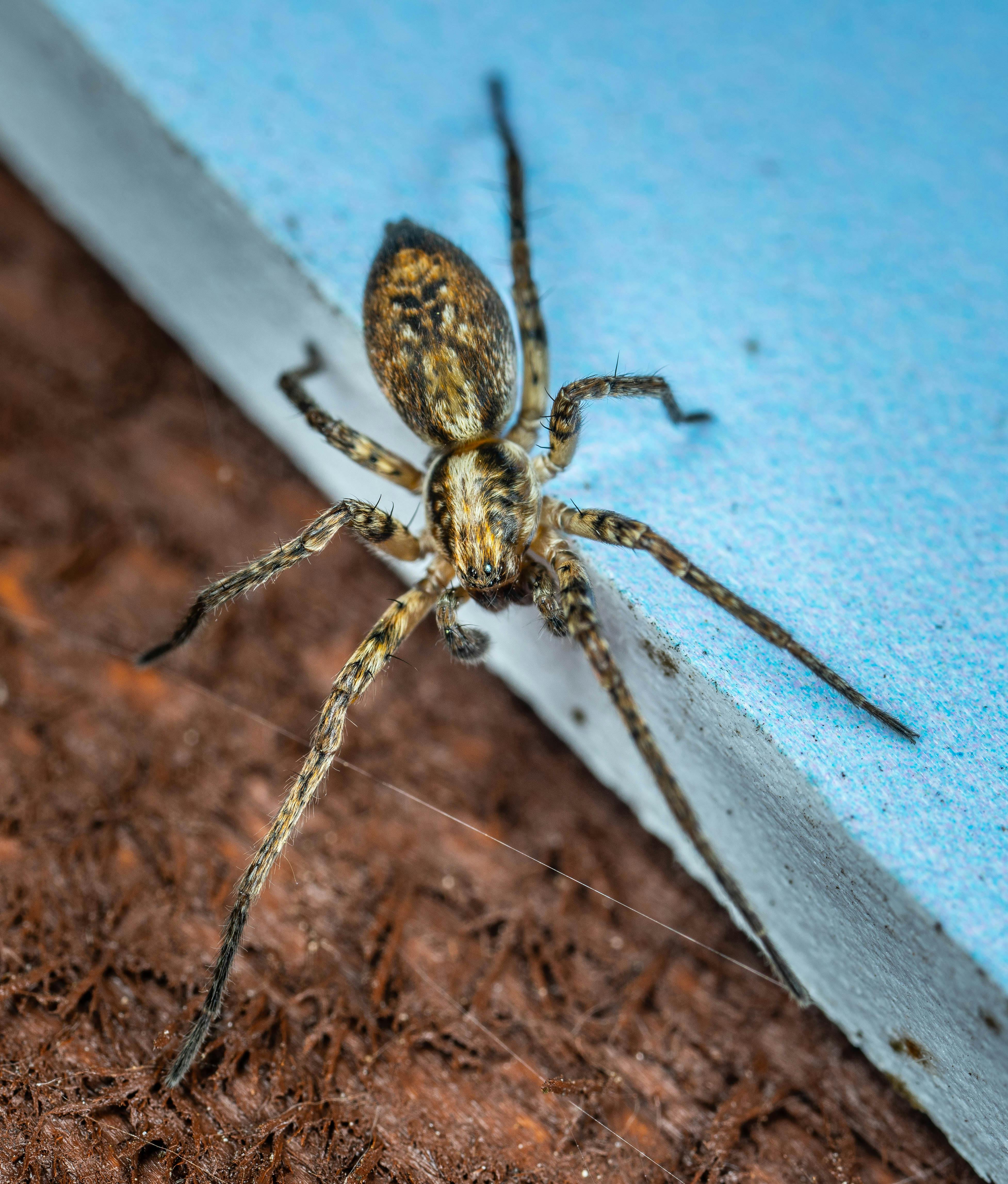Gravid Kvinne Spider Photos, Download The BEST Free Gravid Kvinne ...