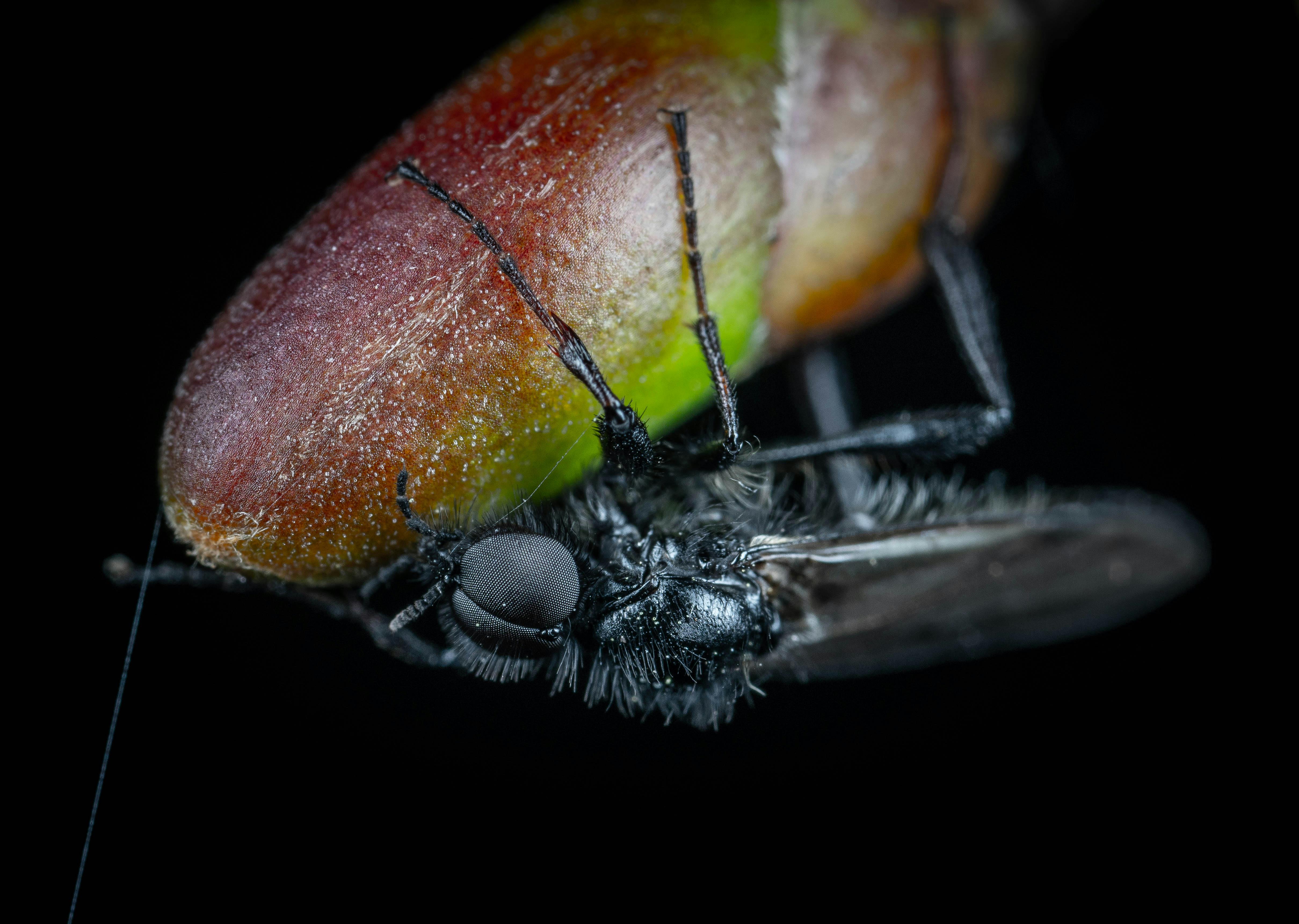 March Fly Photos, Download The BEST Free March Fly Stock Photos & HD Images