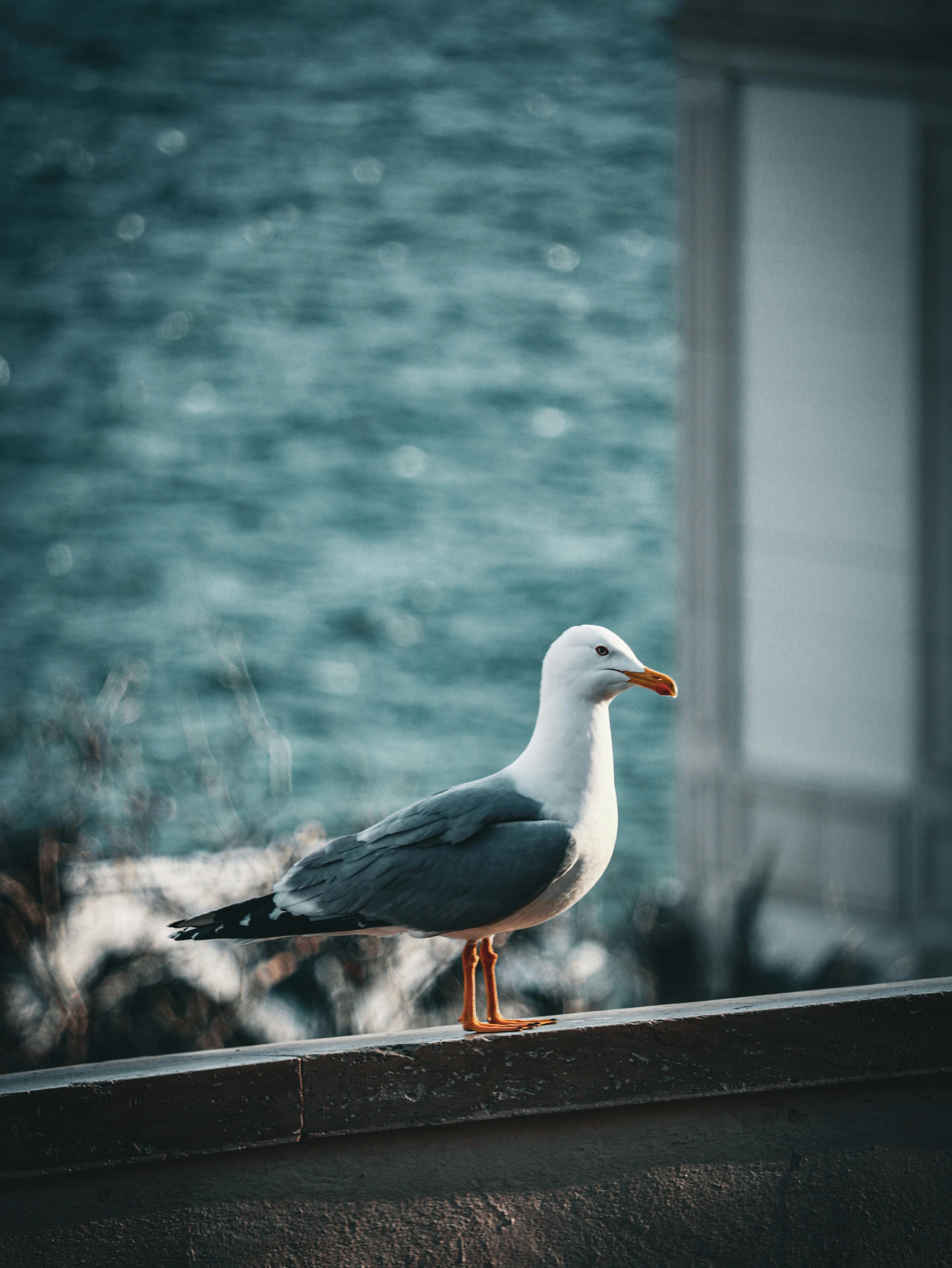 Photograph of a Seagull on the Street · Free Stock Photo