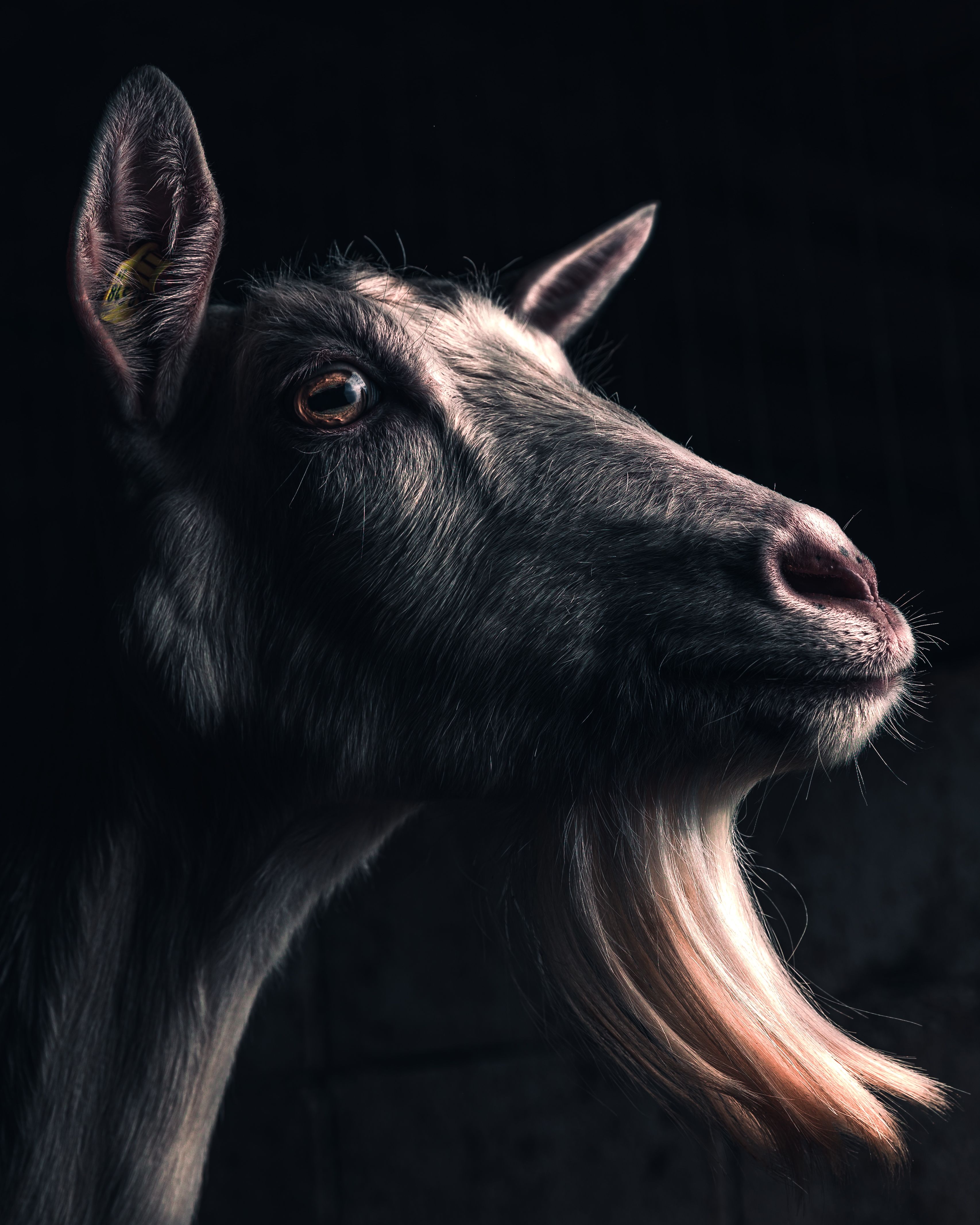 Portrait of Goat · Free Stock Photo