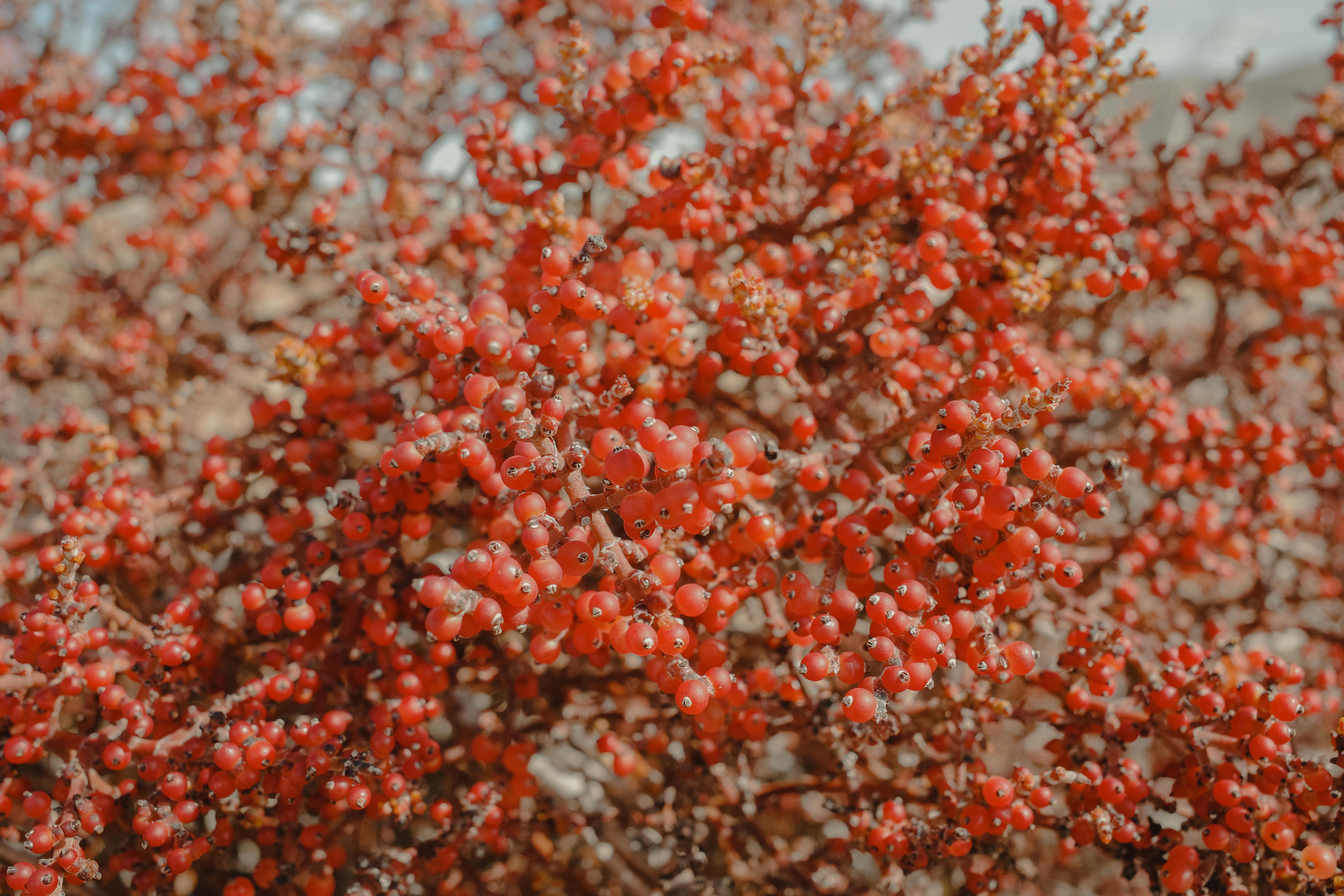 Selective Focus Photograph of Gray Fruit · Free Stock Photo