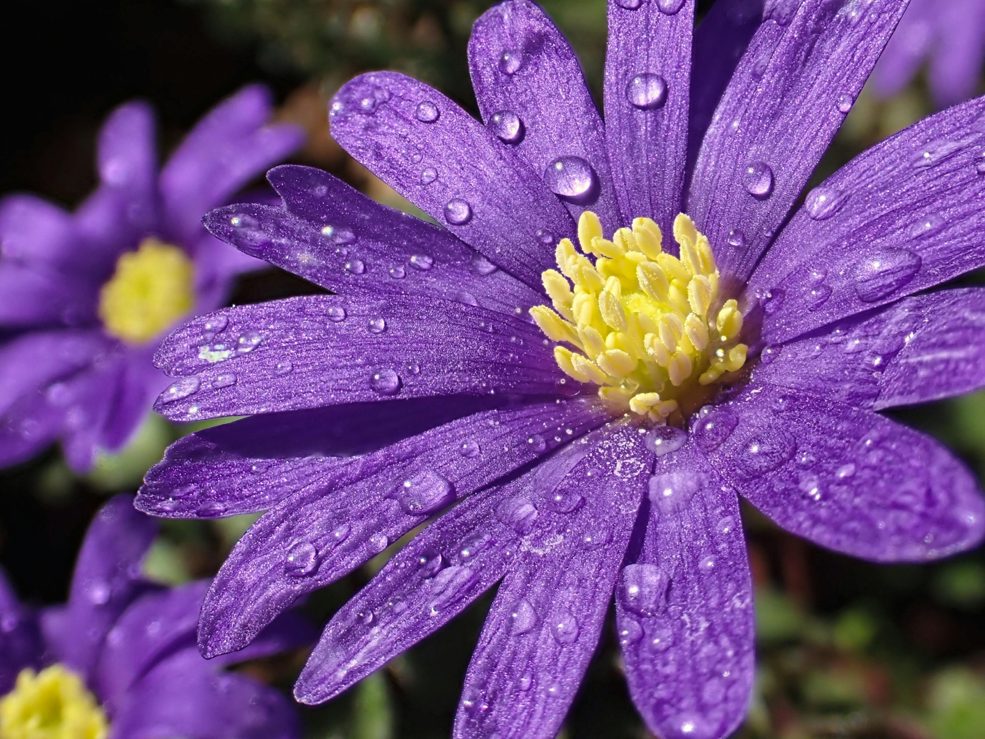 Purple Petal Flower Surrounded by Green Plants during Daytime · Free ...