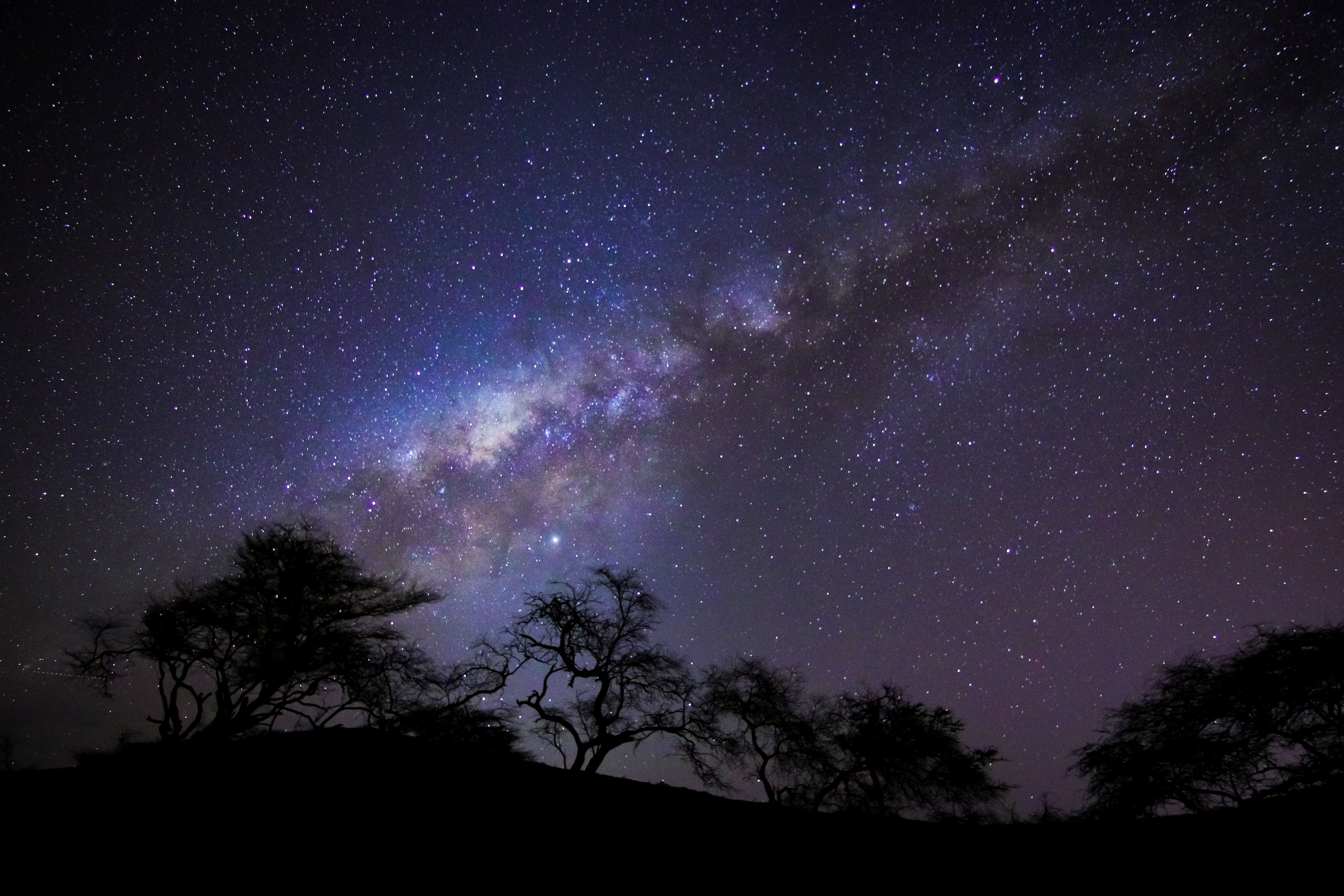 Milky Way Visible above Silhouettes of Trees · Free Stock Photo