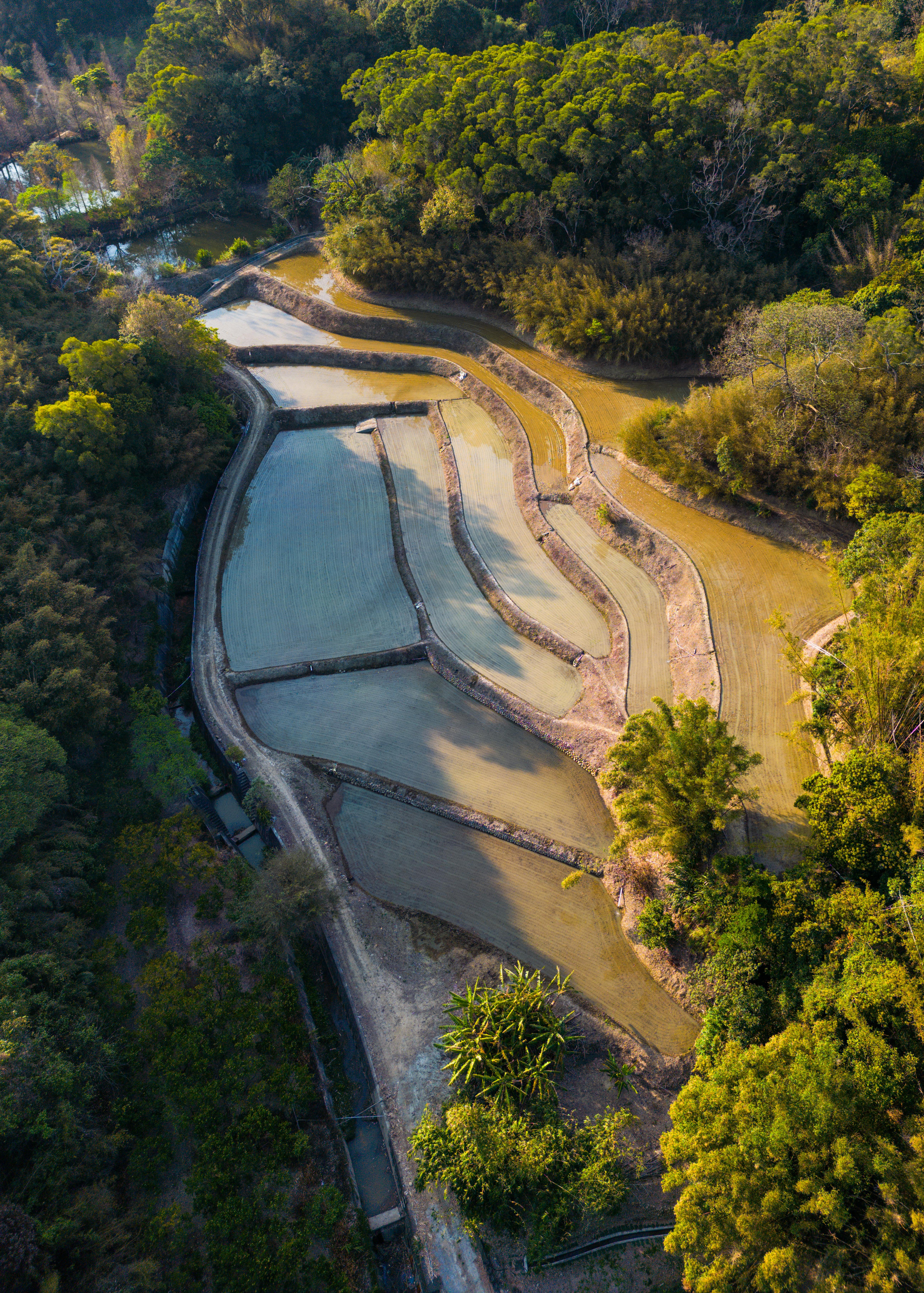 Aerial View of Wet Rice Paddies · Free Stock Photo