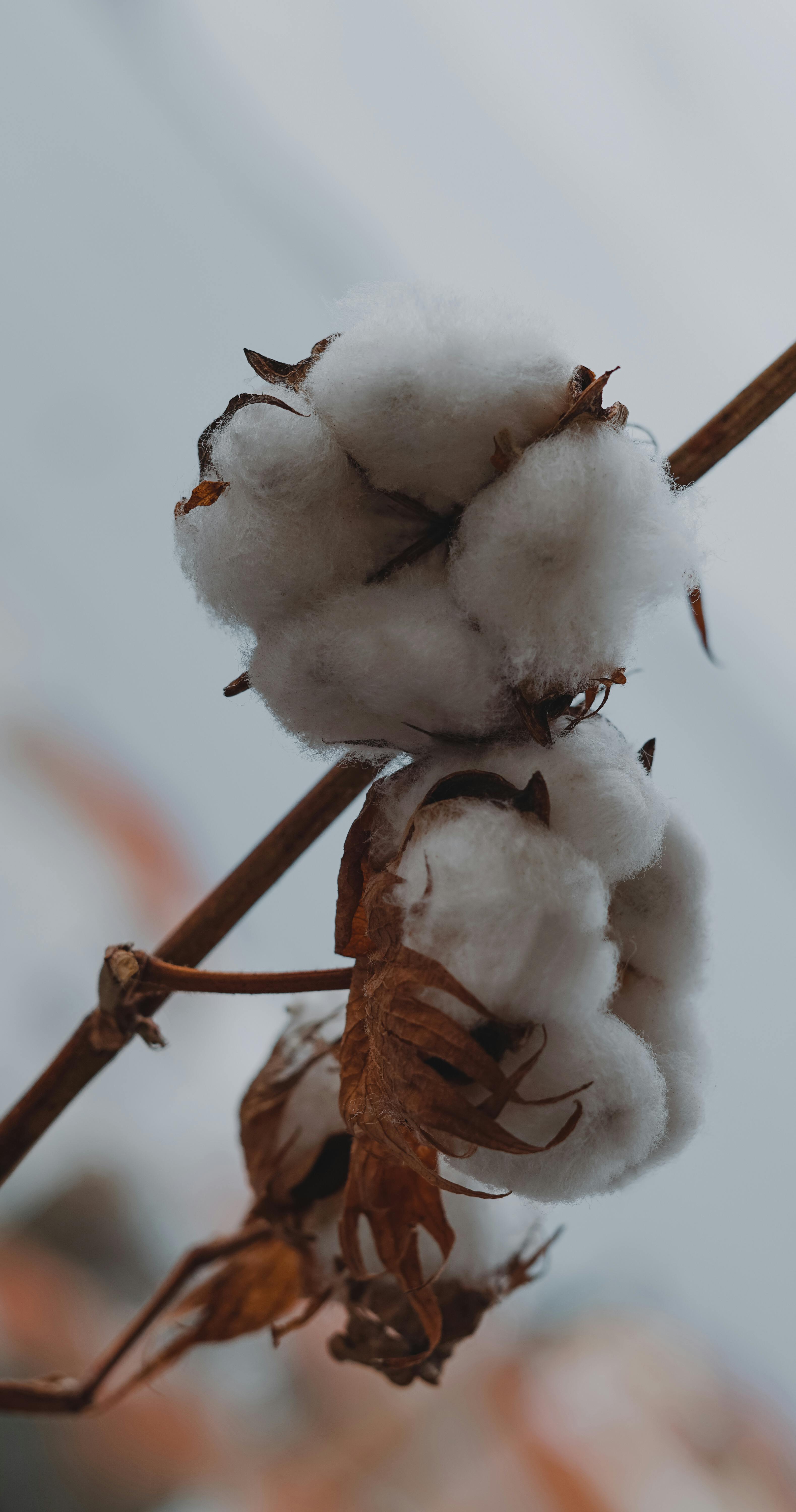Branch with Wool · Free Stock Photo