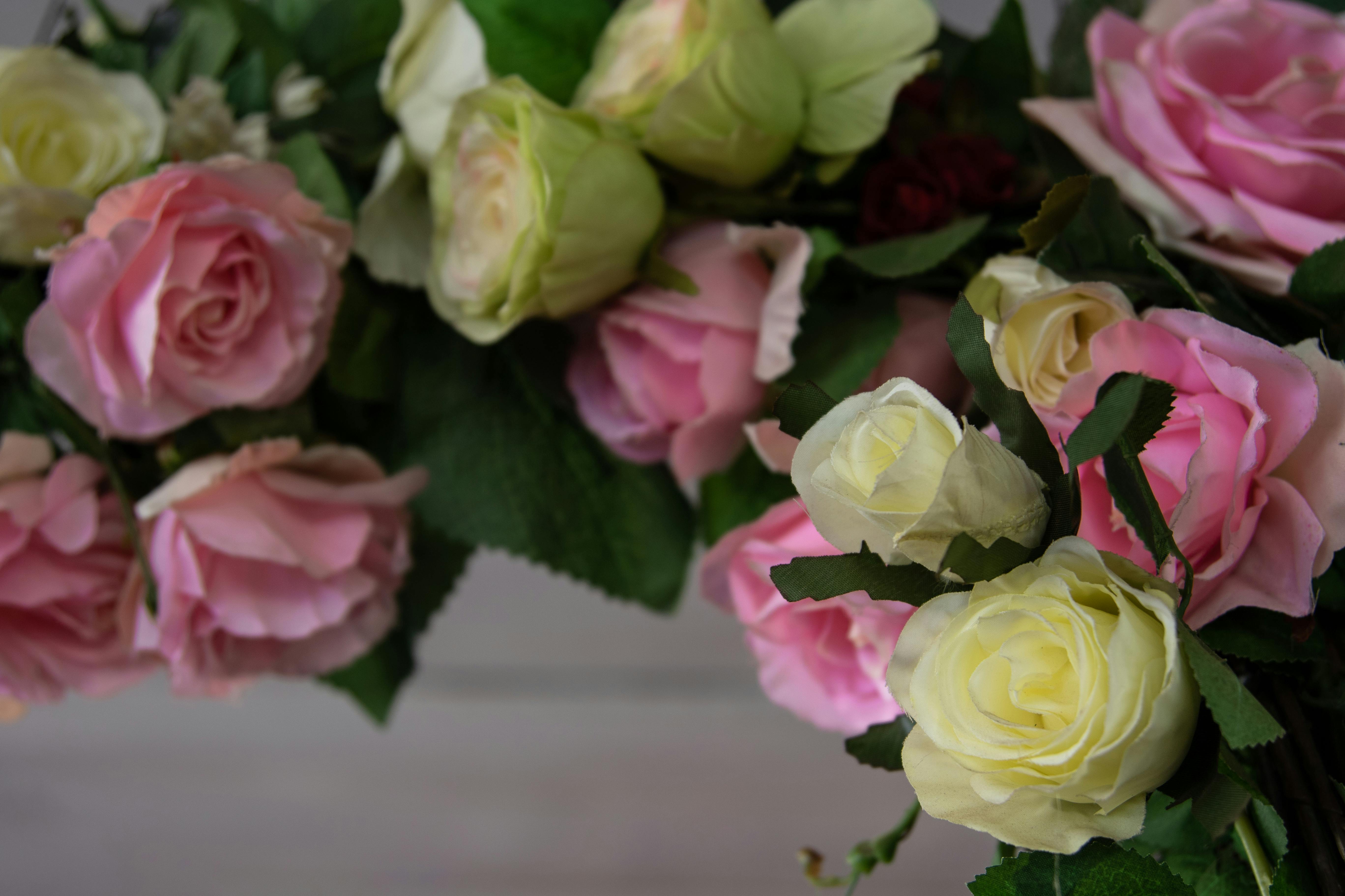 Free stock photo of bloom, colourful, flower