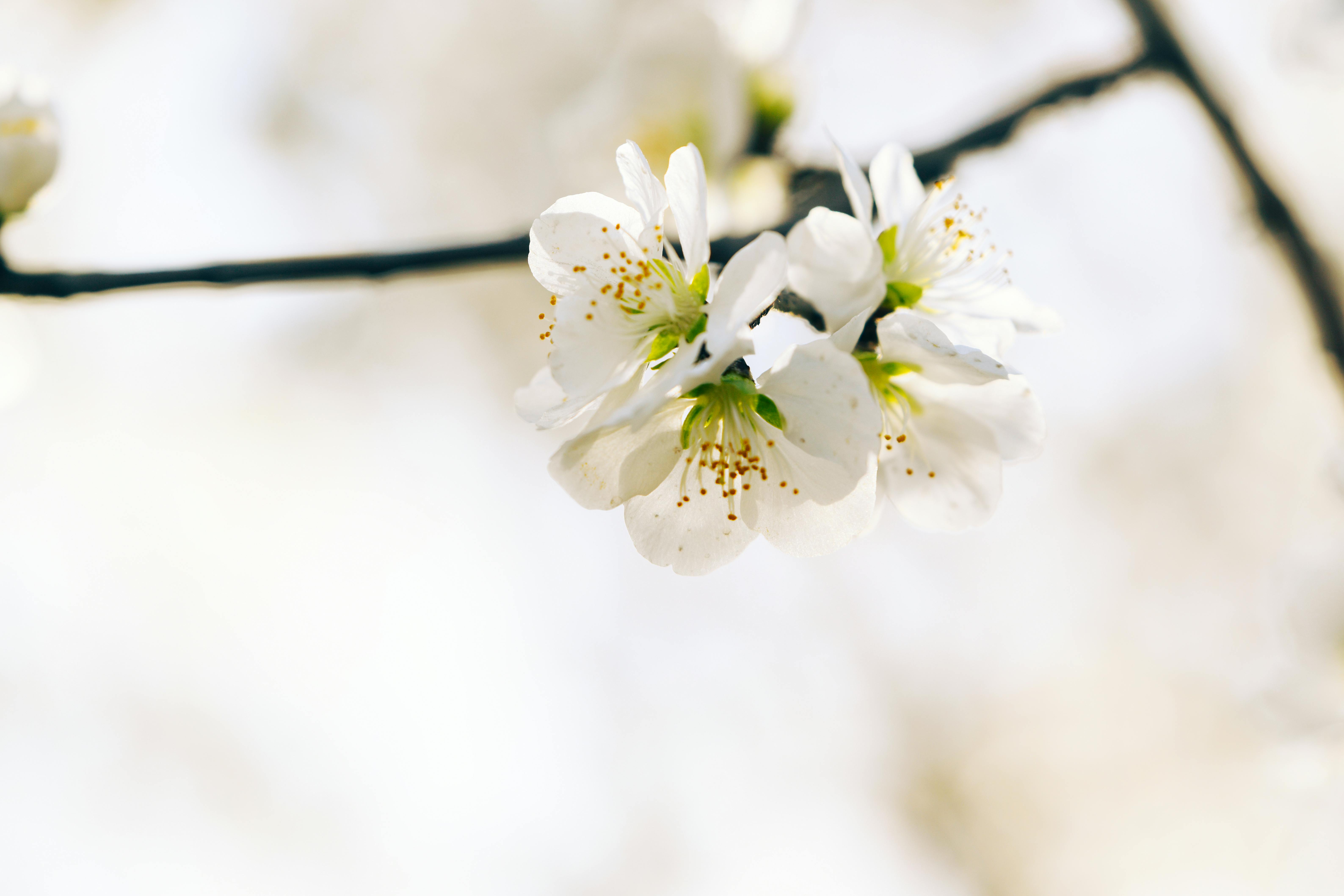 Pruning Tree Photos, Download The BEST Free Pruning Tree Stock Photos ...