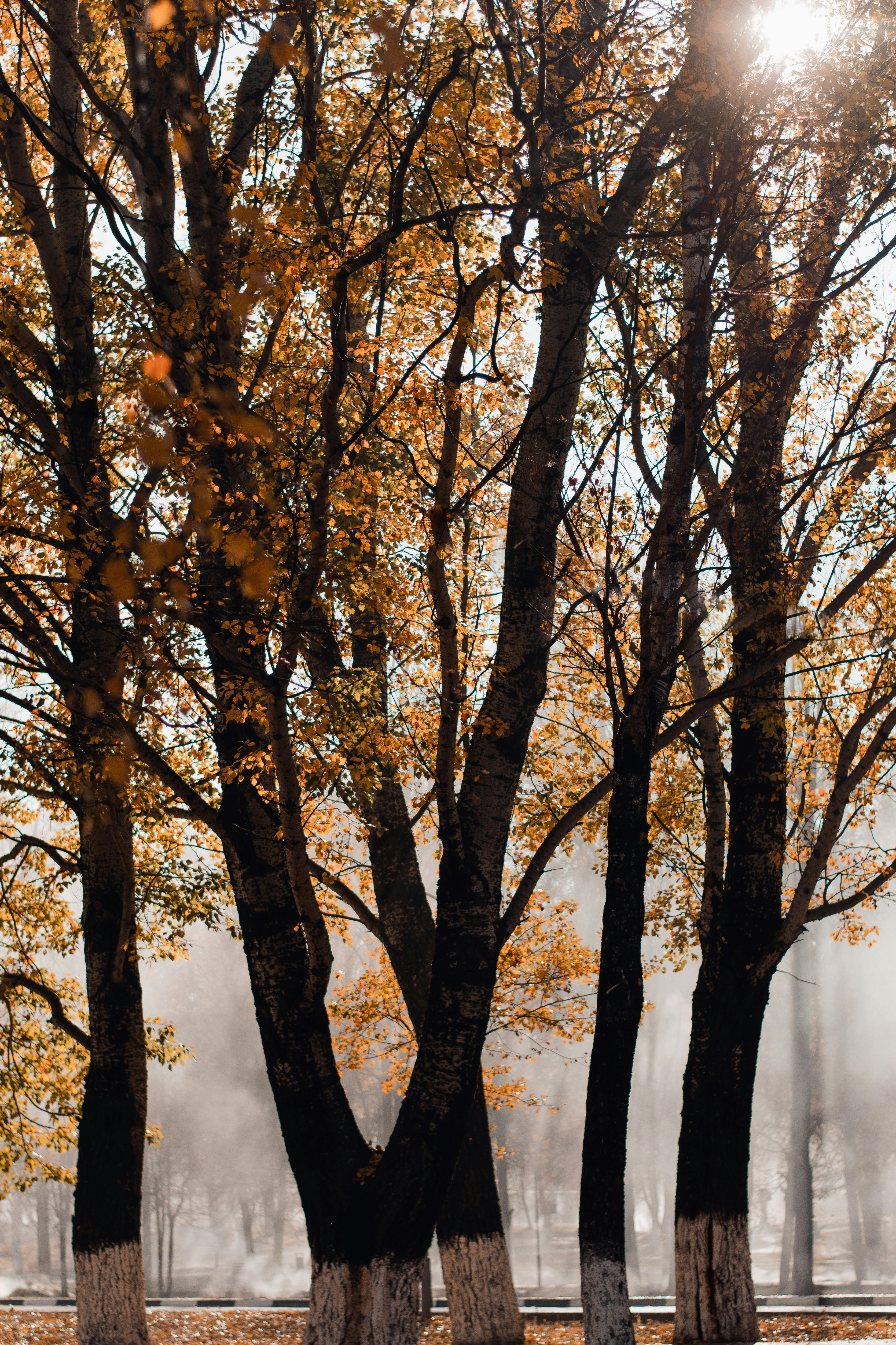 Brown Leafed Trees · Free Stock Photo