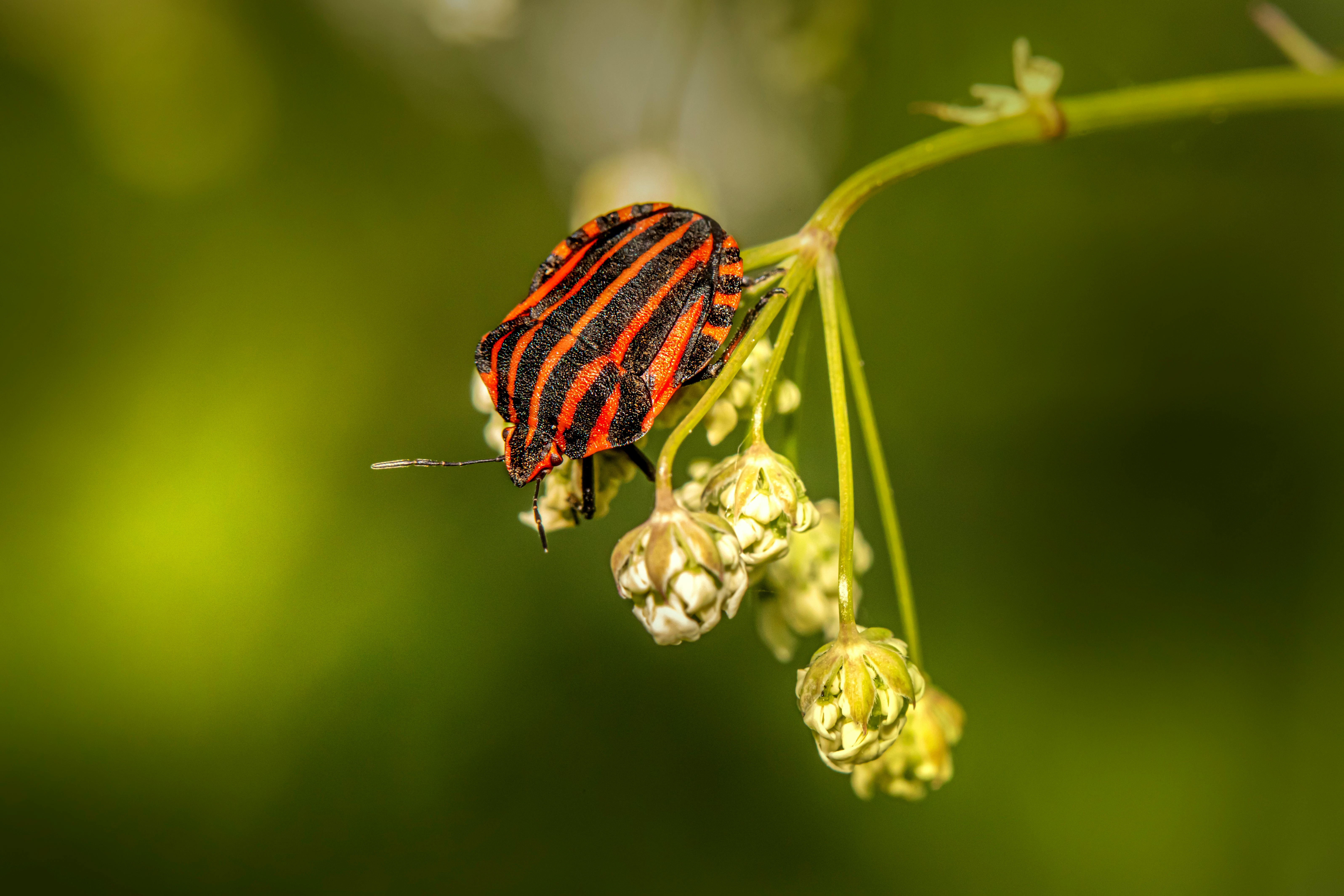 Close up of Bug on Flower · Free Stock Photo