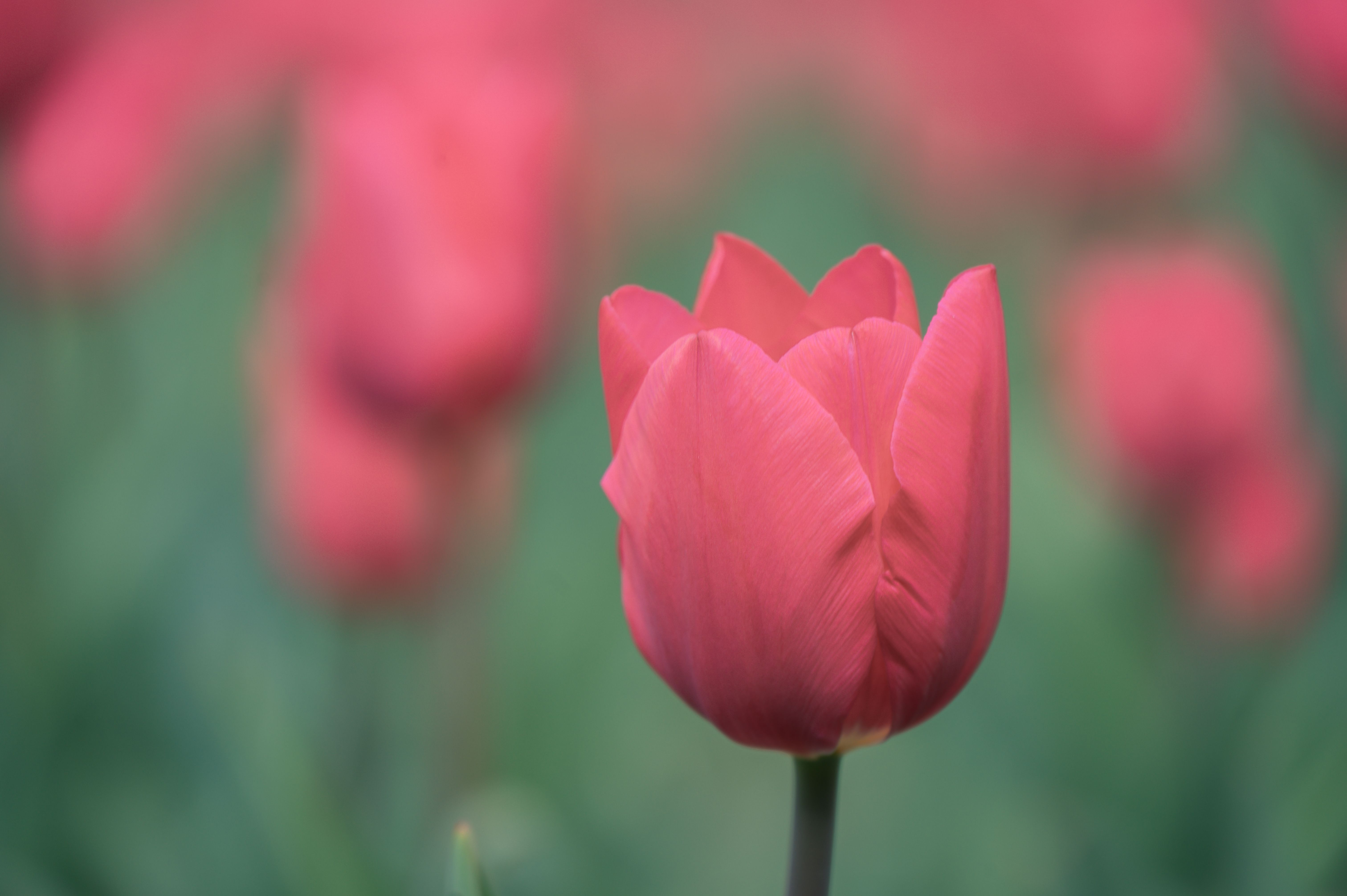 A Close-up of Pink Tulips · Free Stock Photo