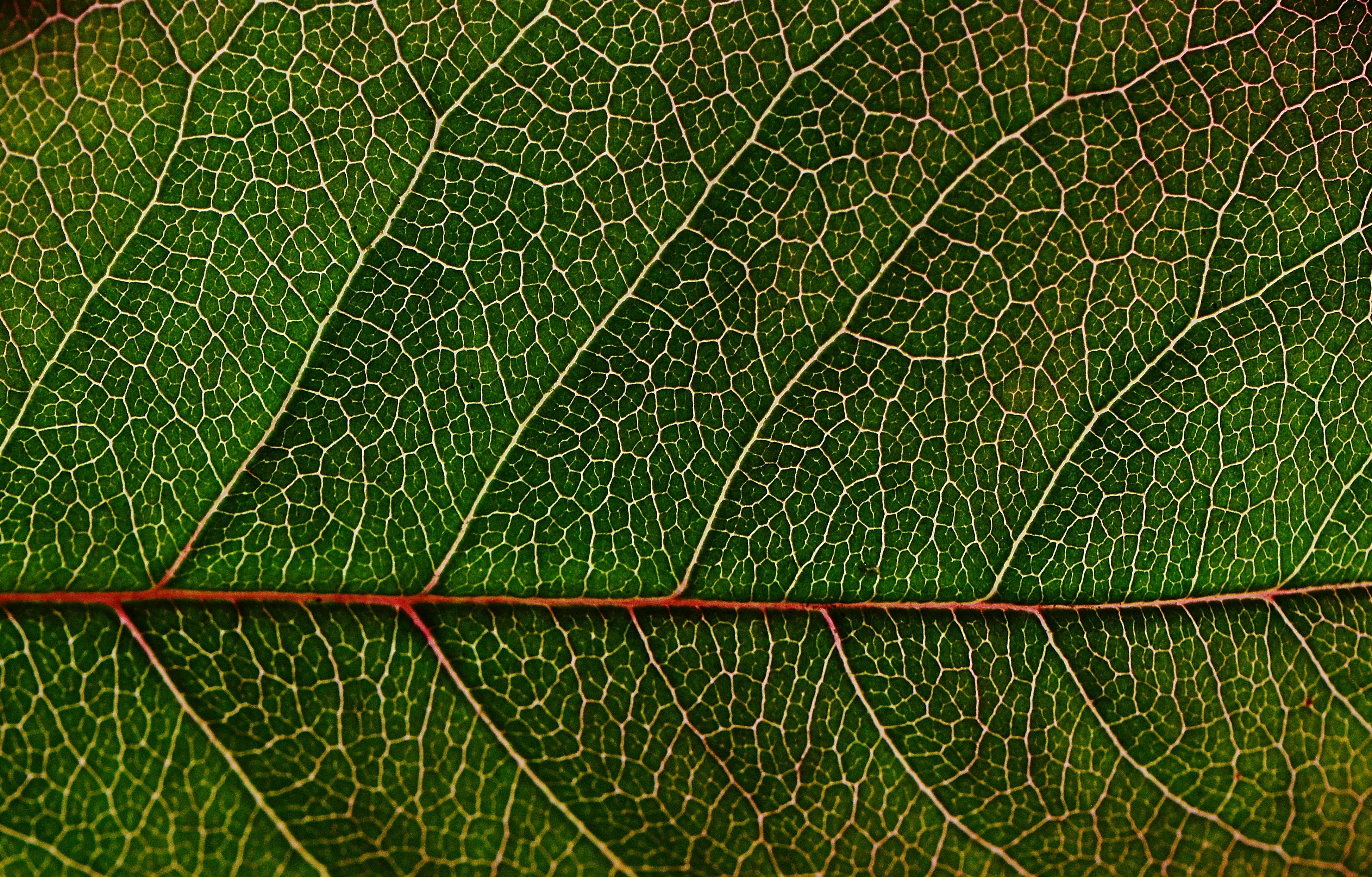 Green Leaf in Macro Photography · Free Stock Photo