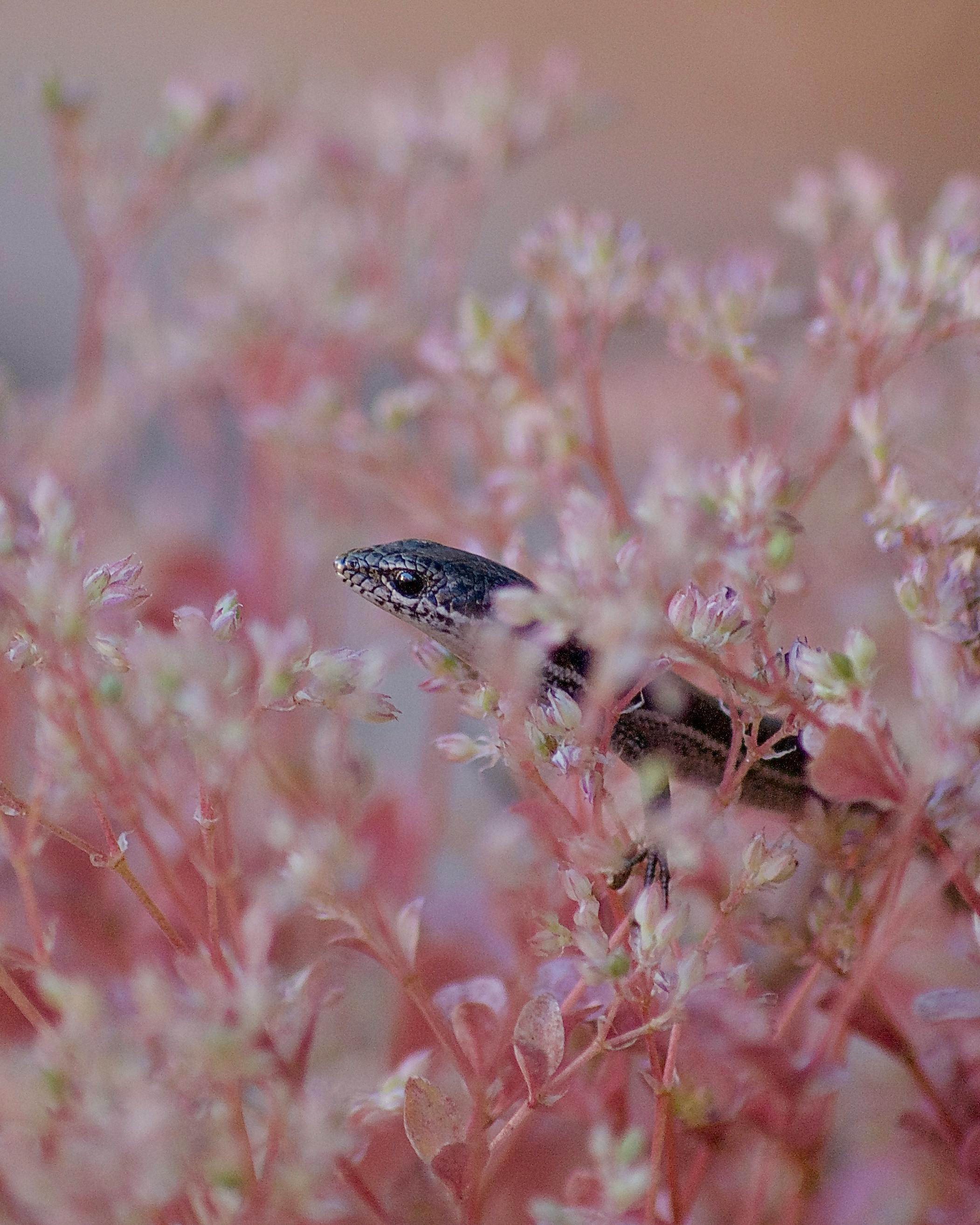Lizard on Blossoming Bush · Free Stock Photo