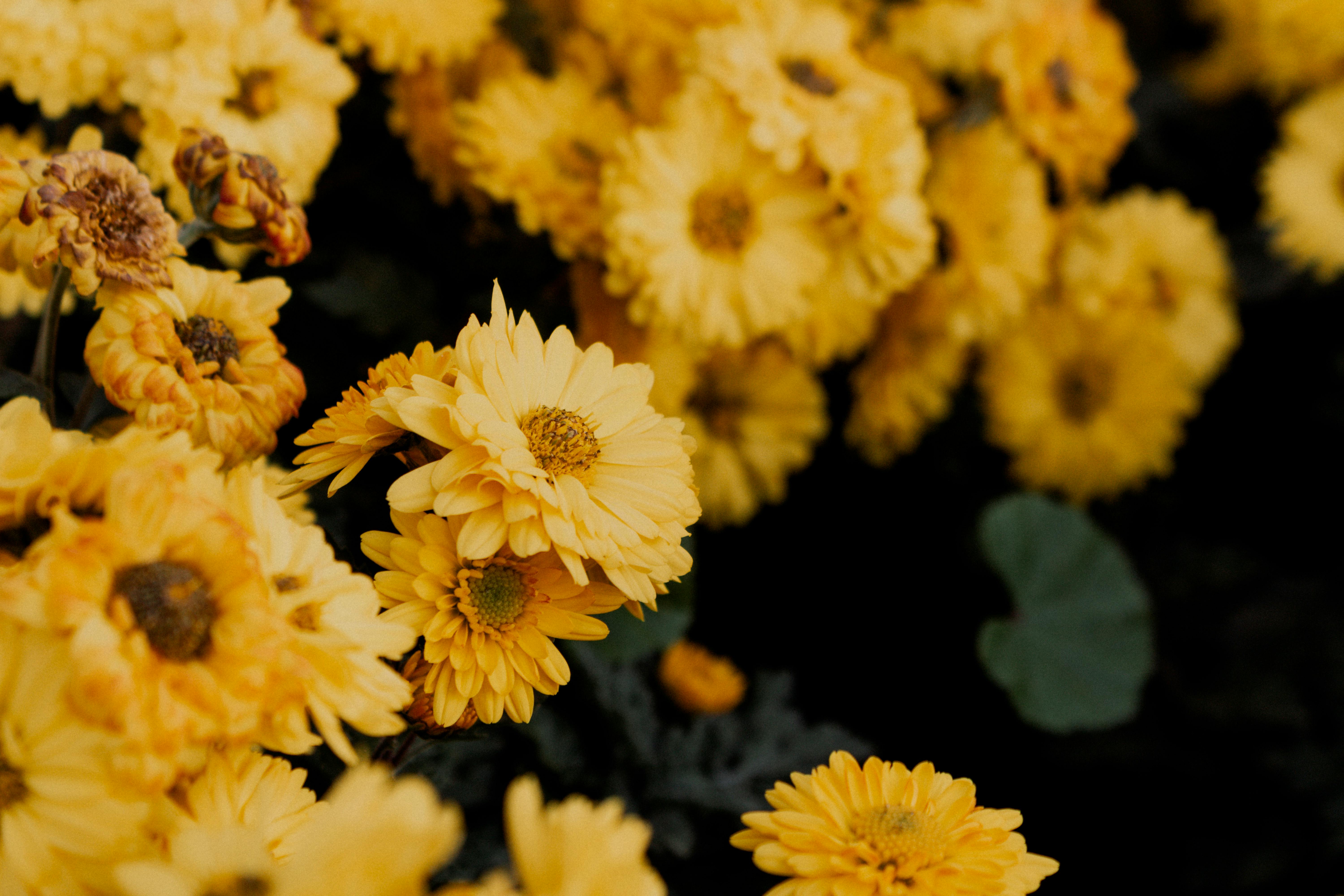 Yellow Nature Photos, Download The BEST Free Yellow Nature Stock Photos ...