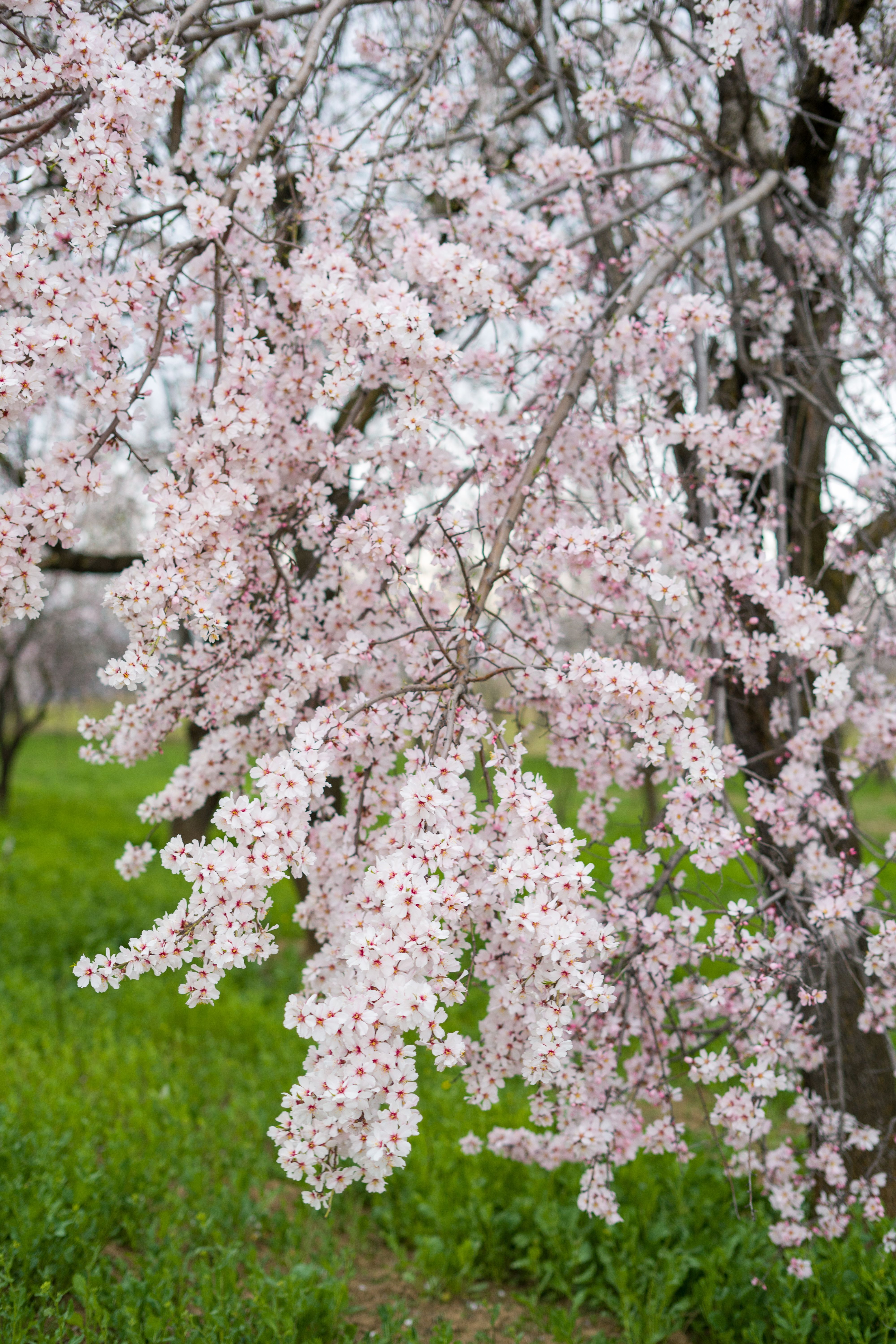 Spring Blossoming Tree · Free Stock Photo