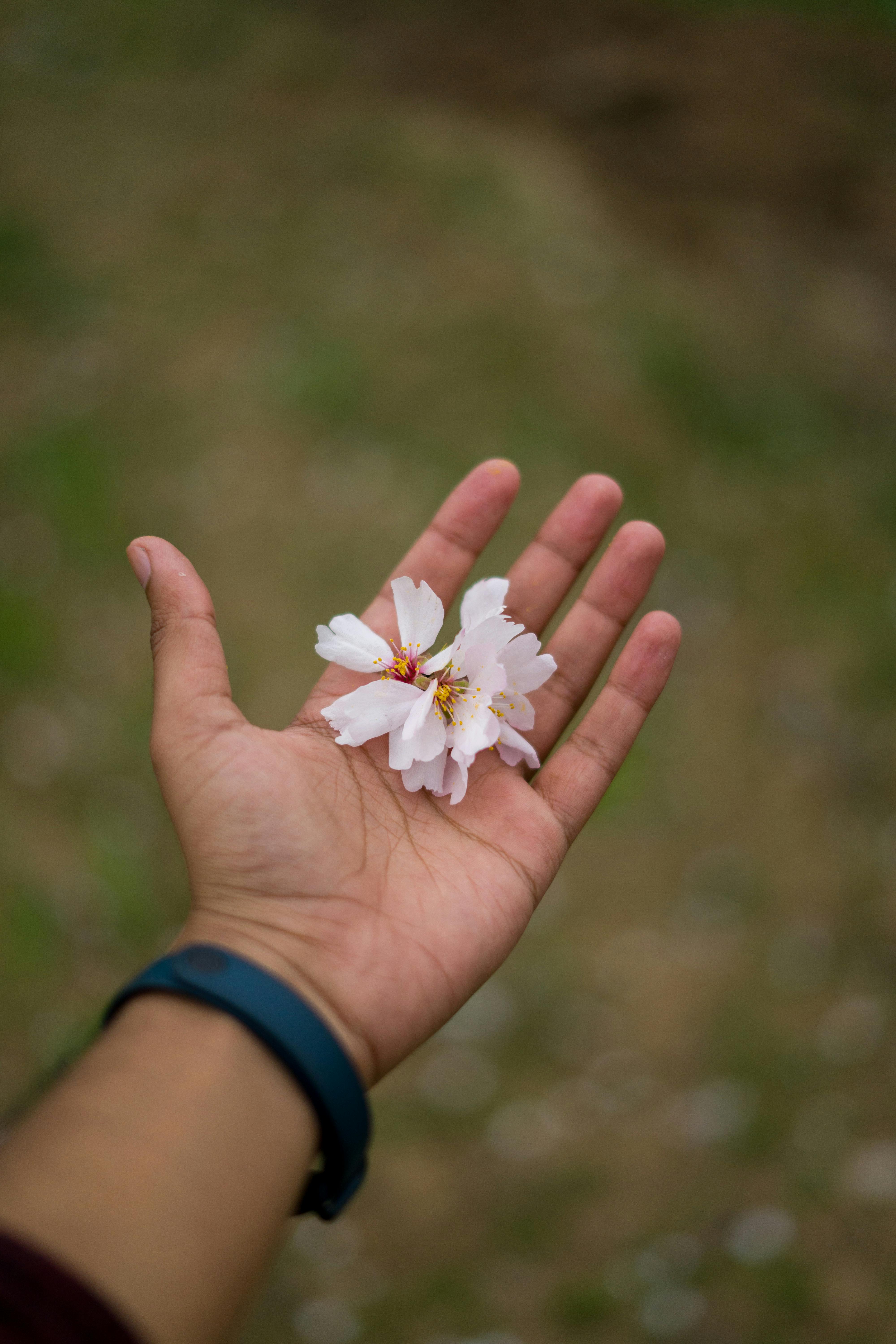 Person Handing Over a Flower · Free Stock Photo