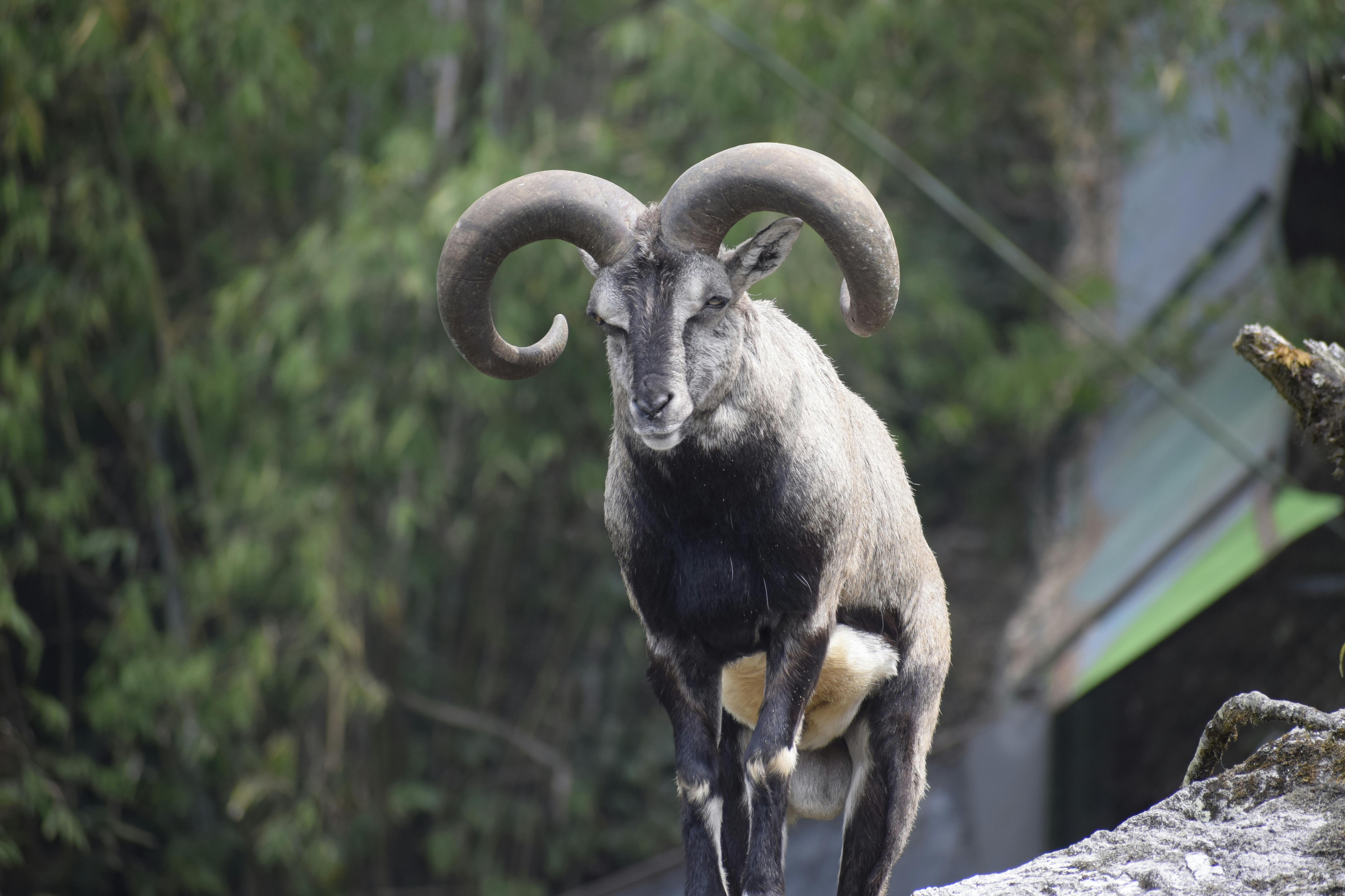 Himalayan Sheep Photos, Download The BEST Free Himalayan Sheep Stock ...