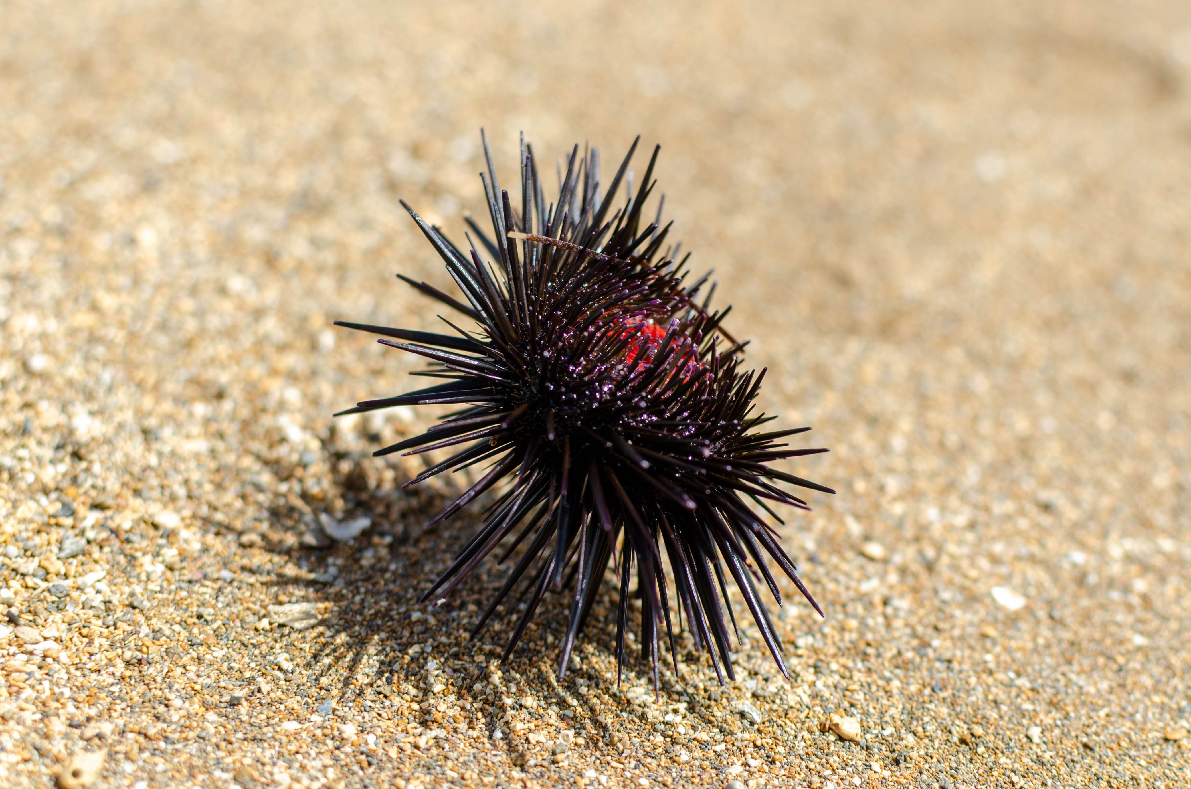 Close up of Sea Urchin · Free Stock Photo