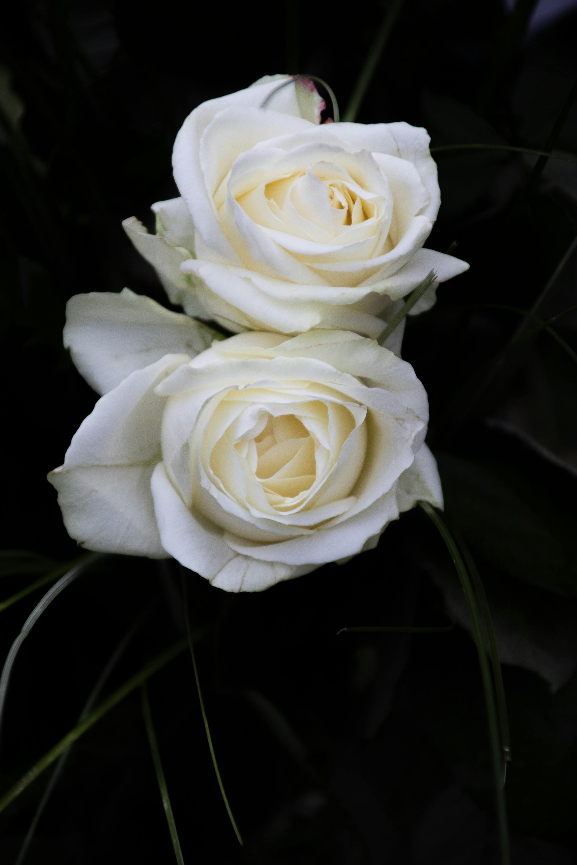 White Roses in the Dark · Free Stock Photo