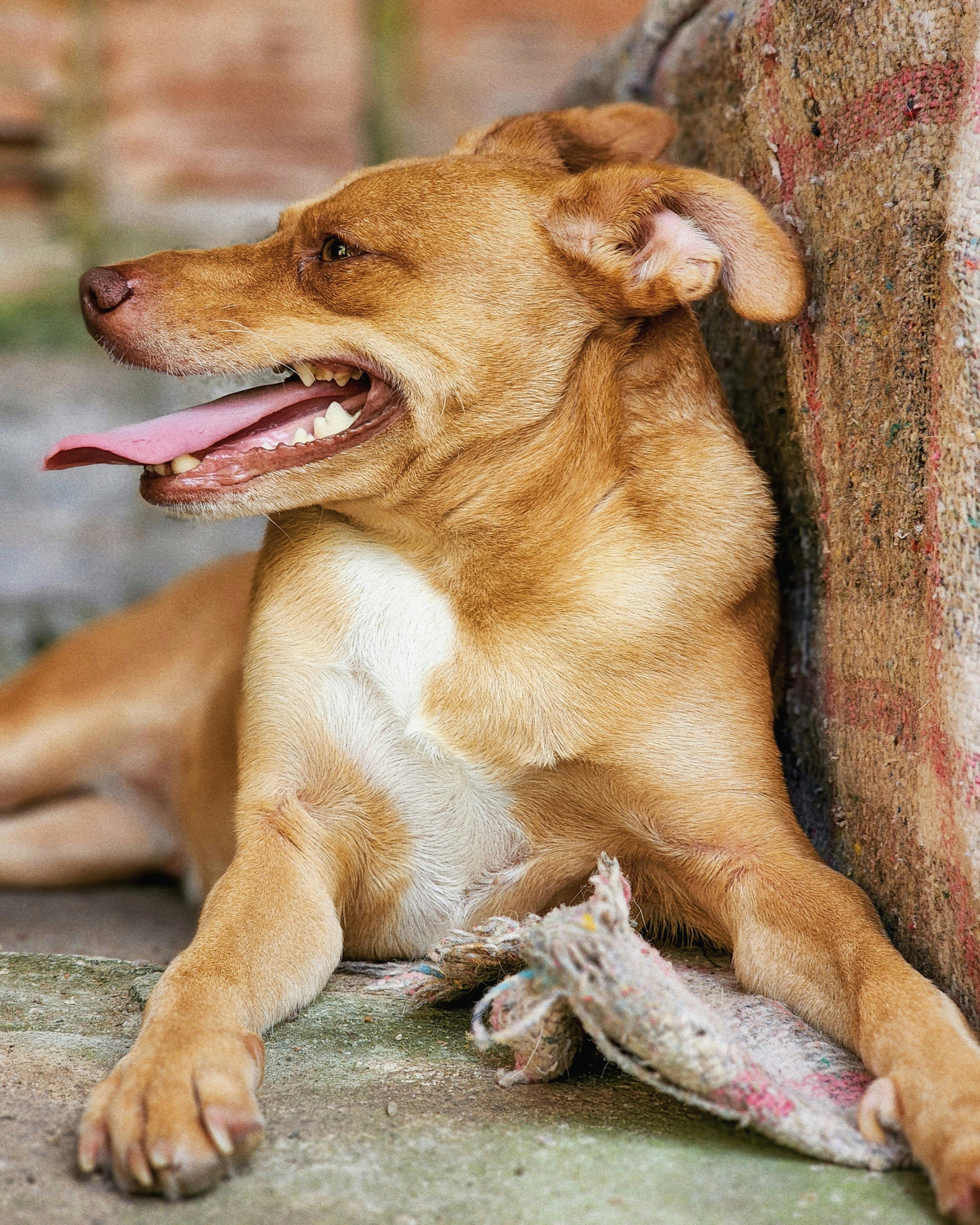 Dog Lying Down on Pavement · Free Stock Photo