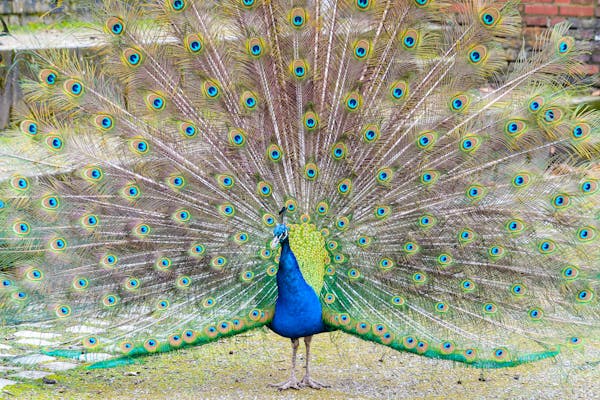 Peacock Full Photos, Download The BEST Free Peacock Full Stock Photos ...