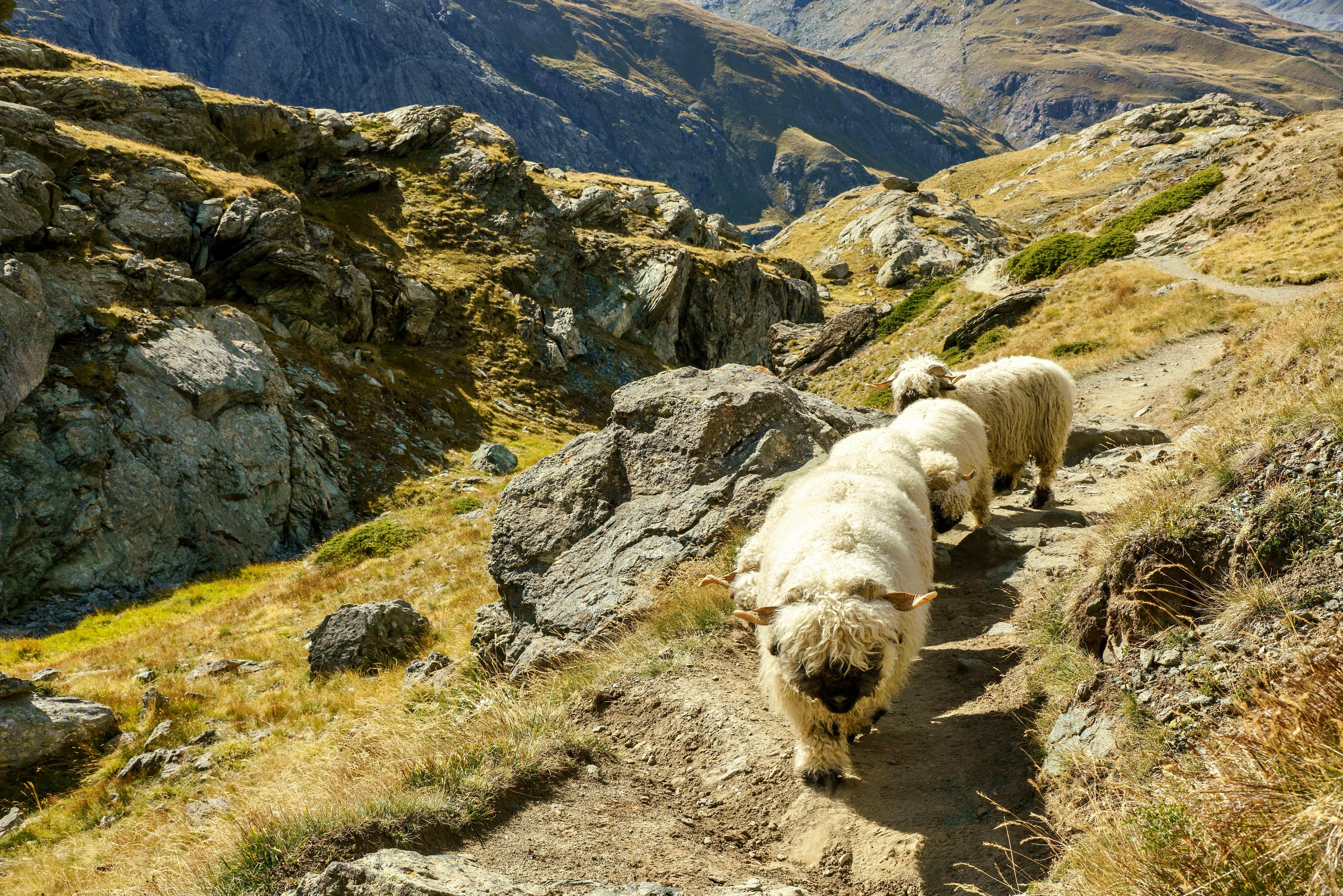 Long Fur Sheep in Mountains · Free Stock Photo