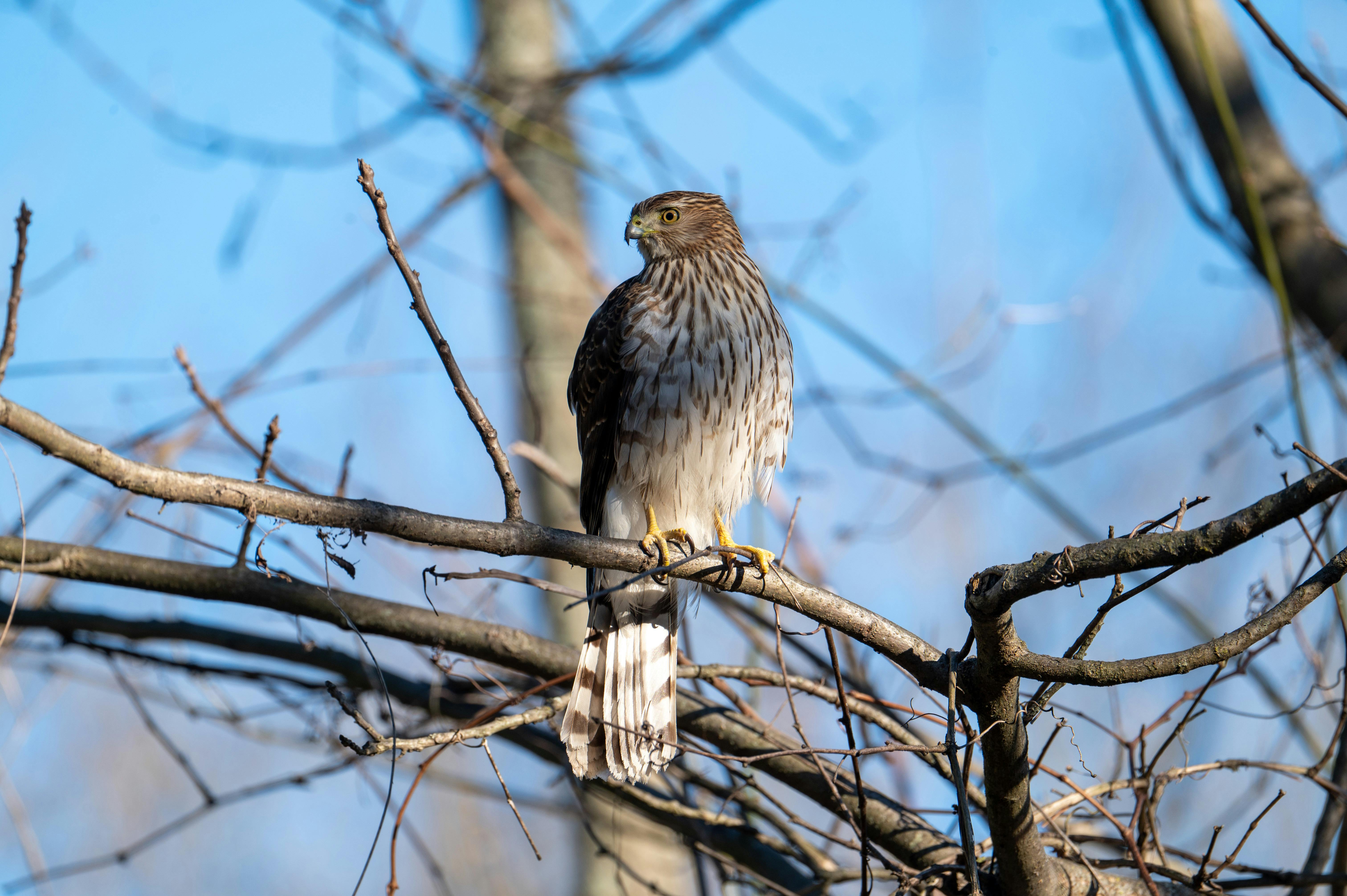 An Adult Hawk and Two Babies in the Nest · Free Stock Photo