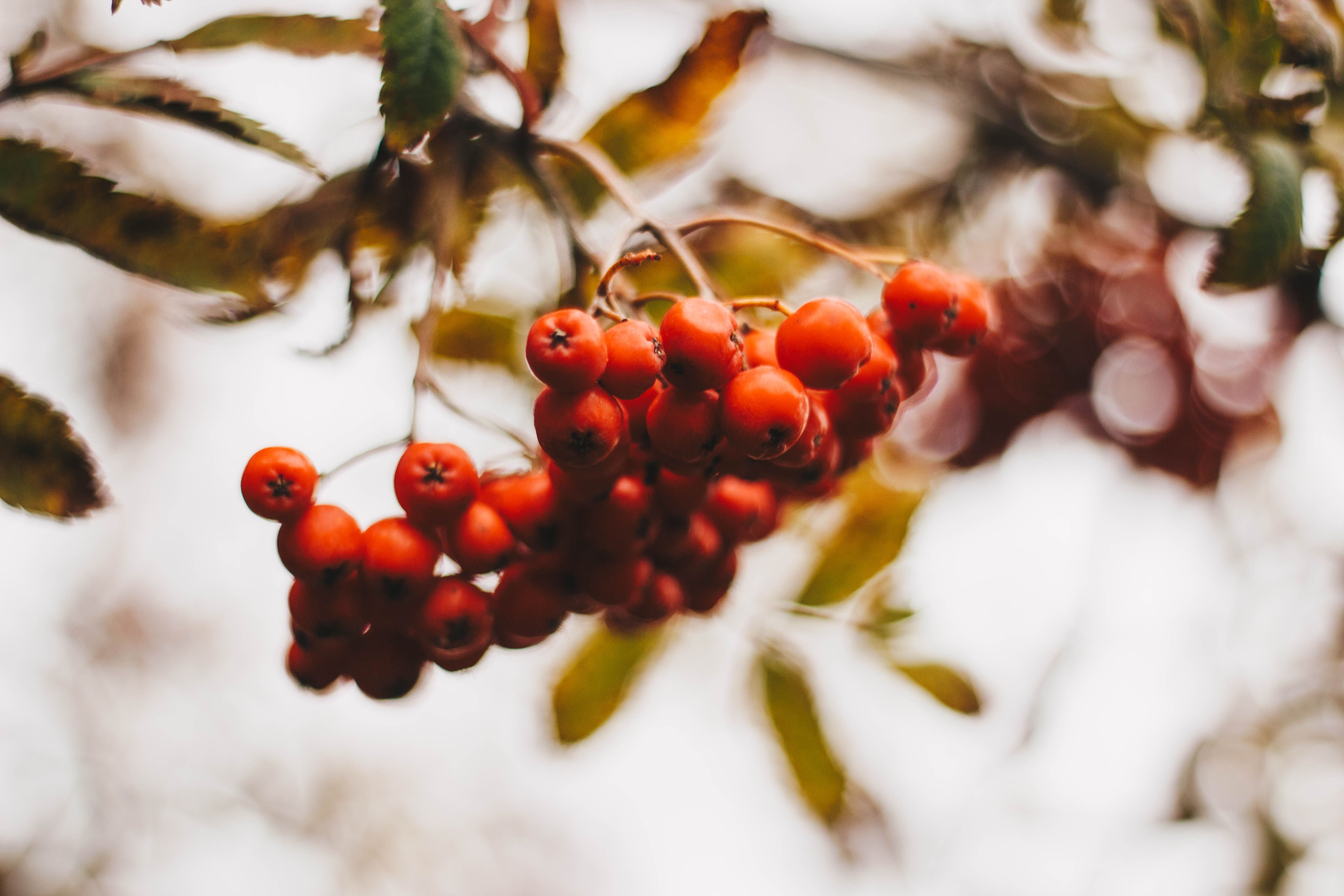 White Round Fruit · Free Stock Photo