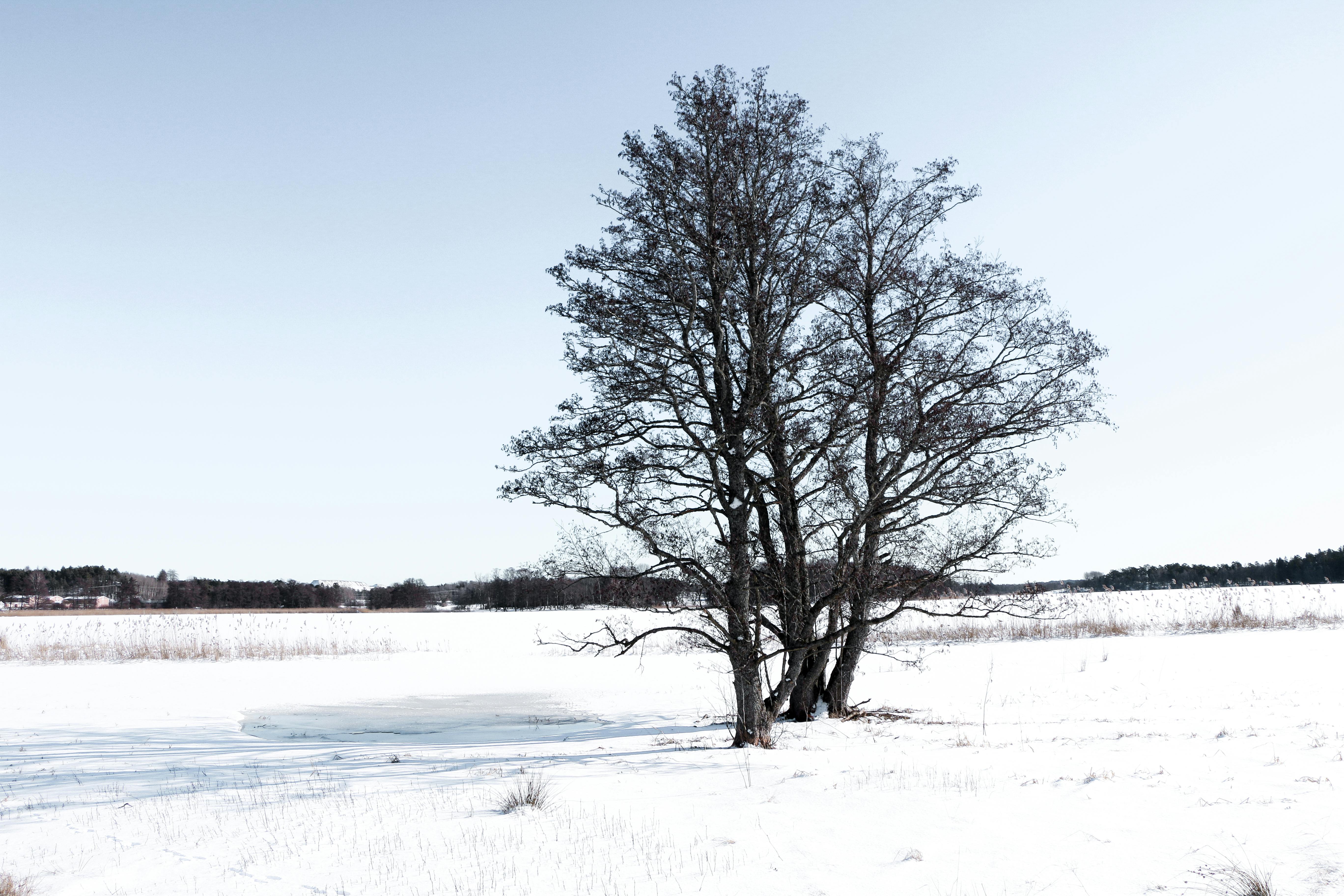 Trees in Snow · Free Stock Photo
