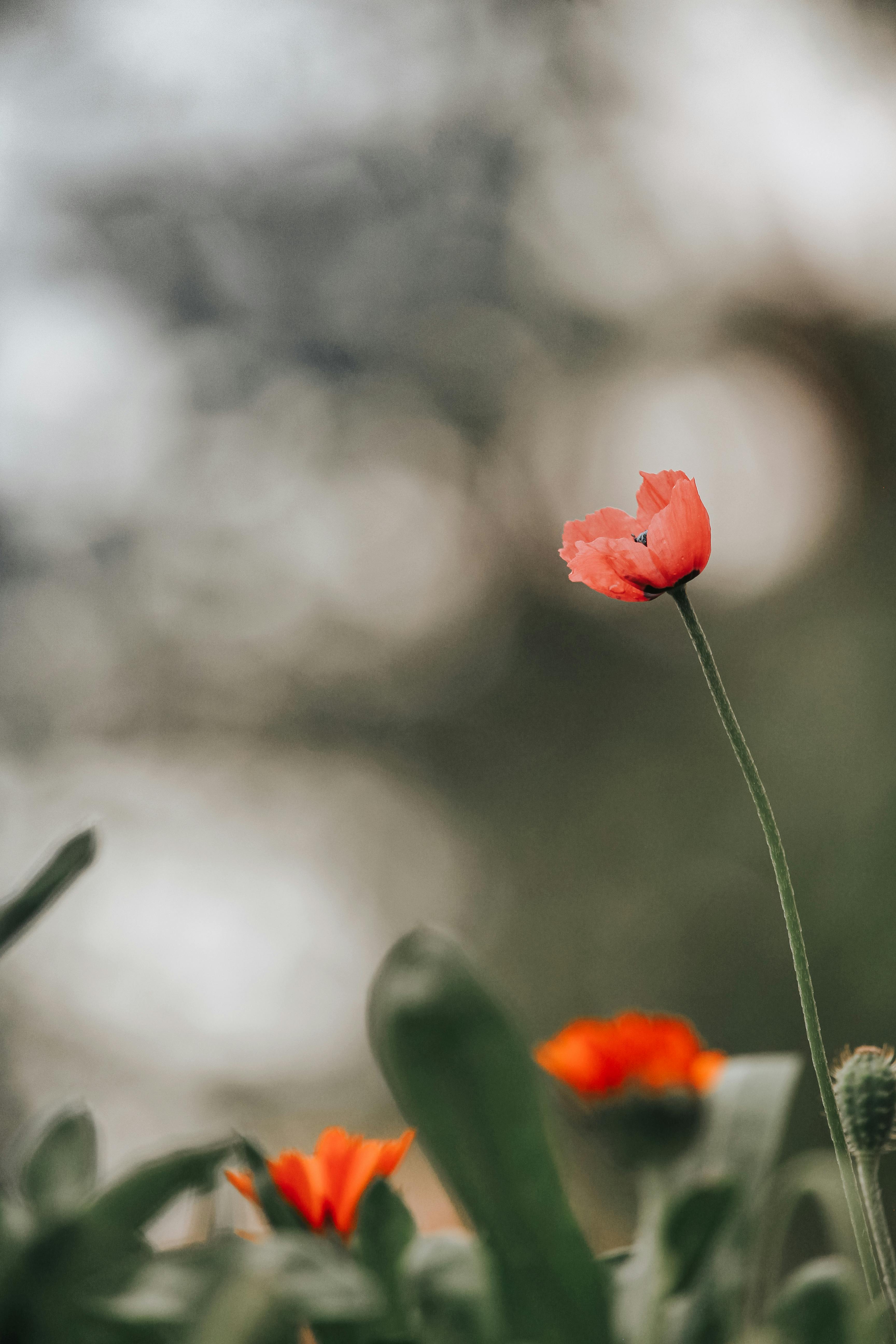 Close up of Poppies · Free Stock Photo