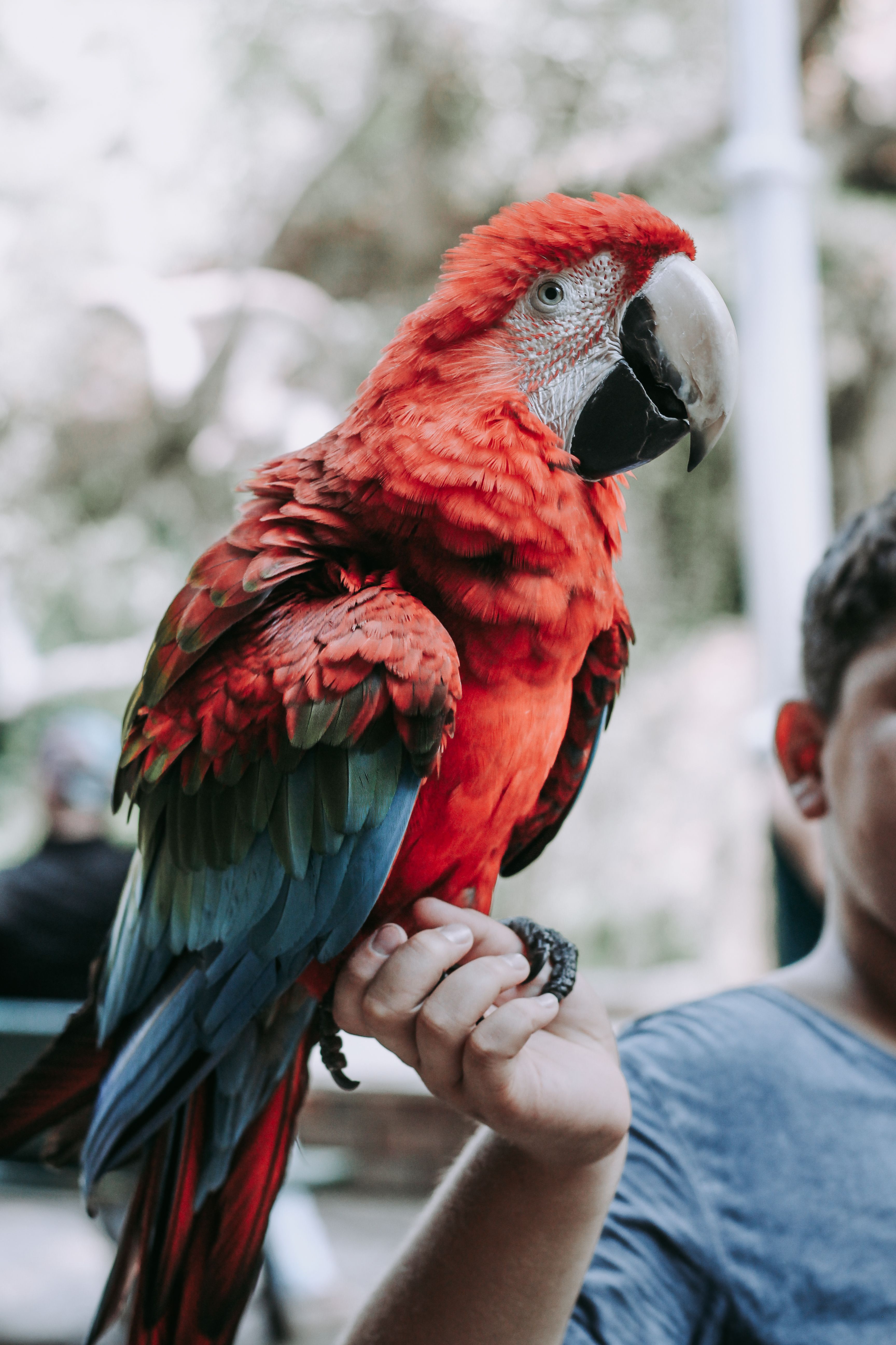 Macaw Perched on a Hand · Free Stock Photo