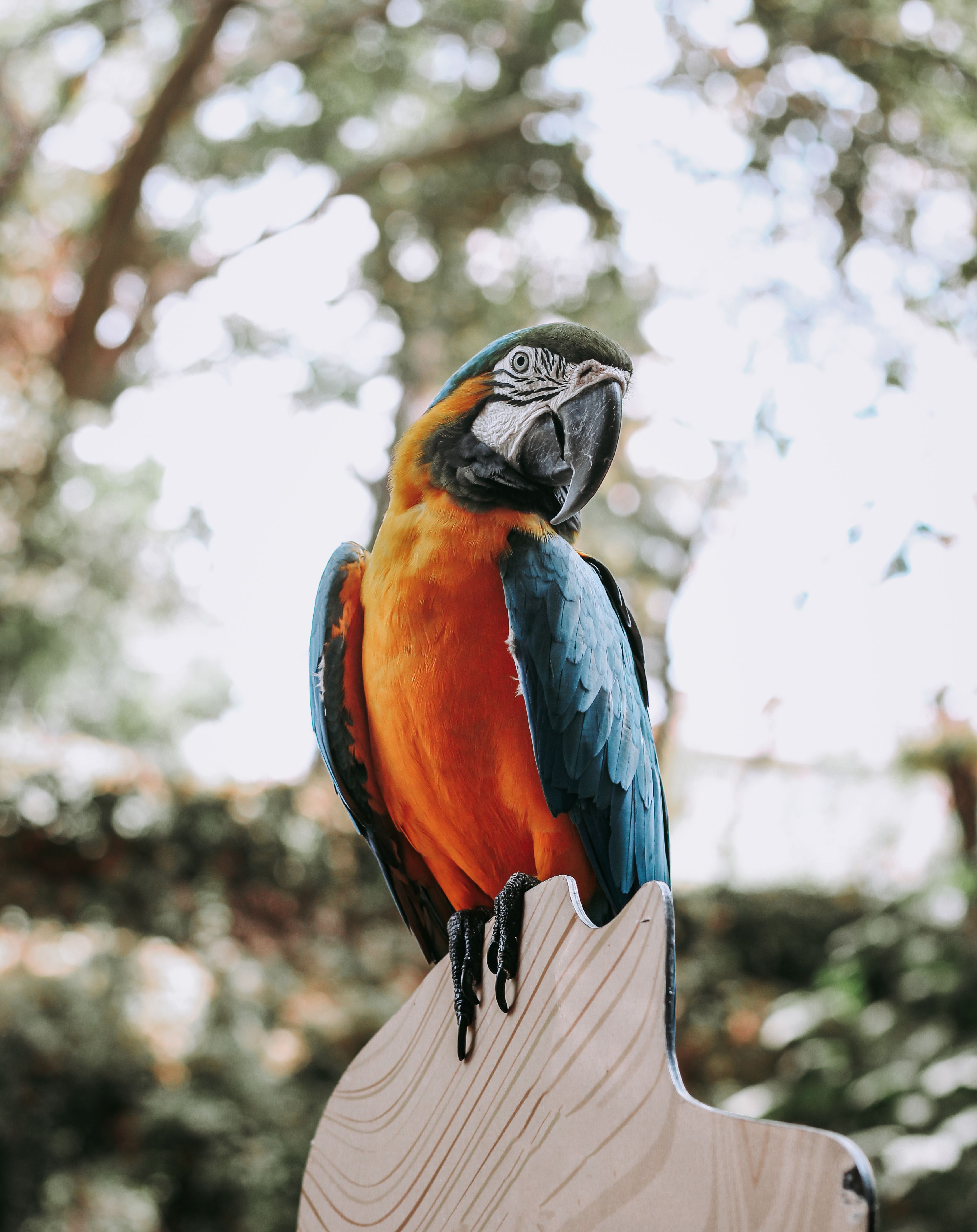Jungle Talk Photos, Download The BEST Free Jungle Talk Stock Photos ...