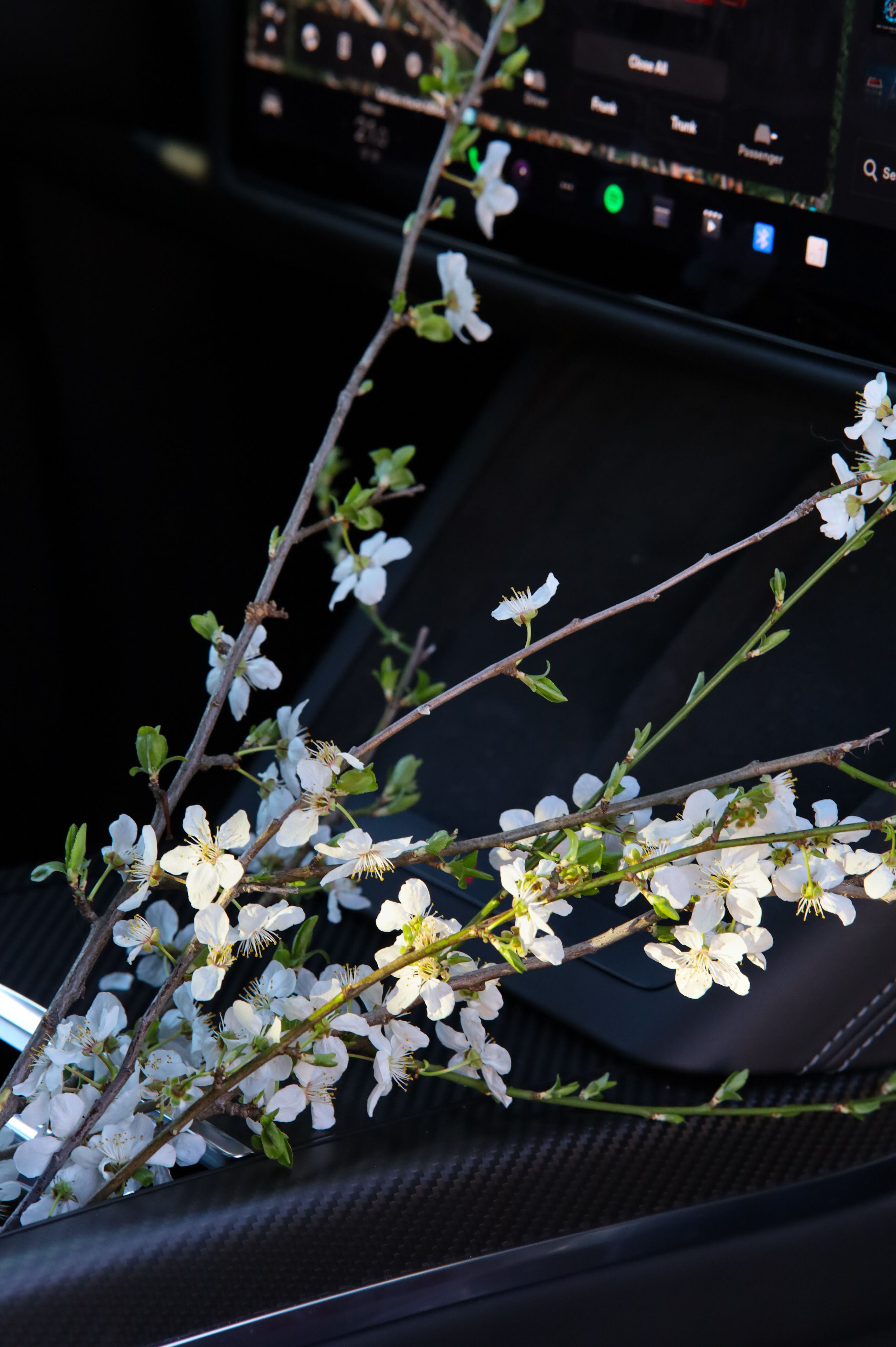 Blossoming Branch in Car · Free Stock Photo