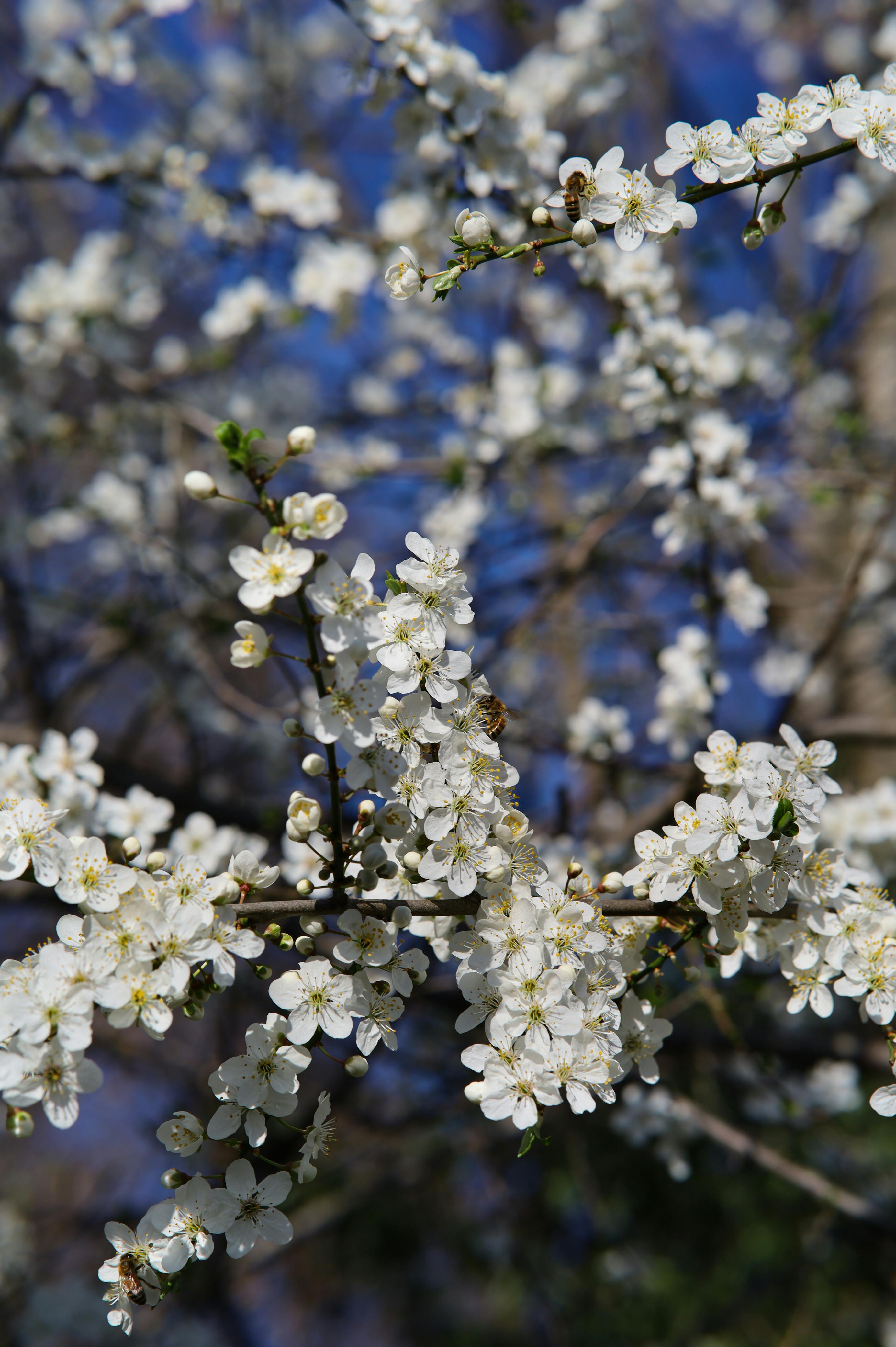 Flowering Plum Tree Photos, Download The BEST Free Flowering Plum Tree ...