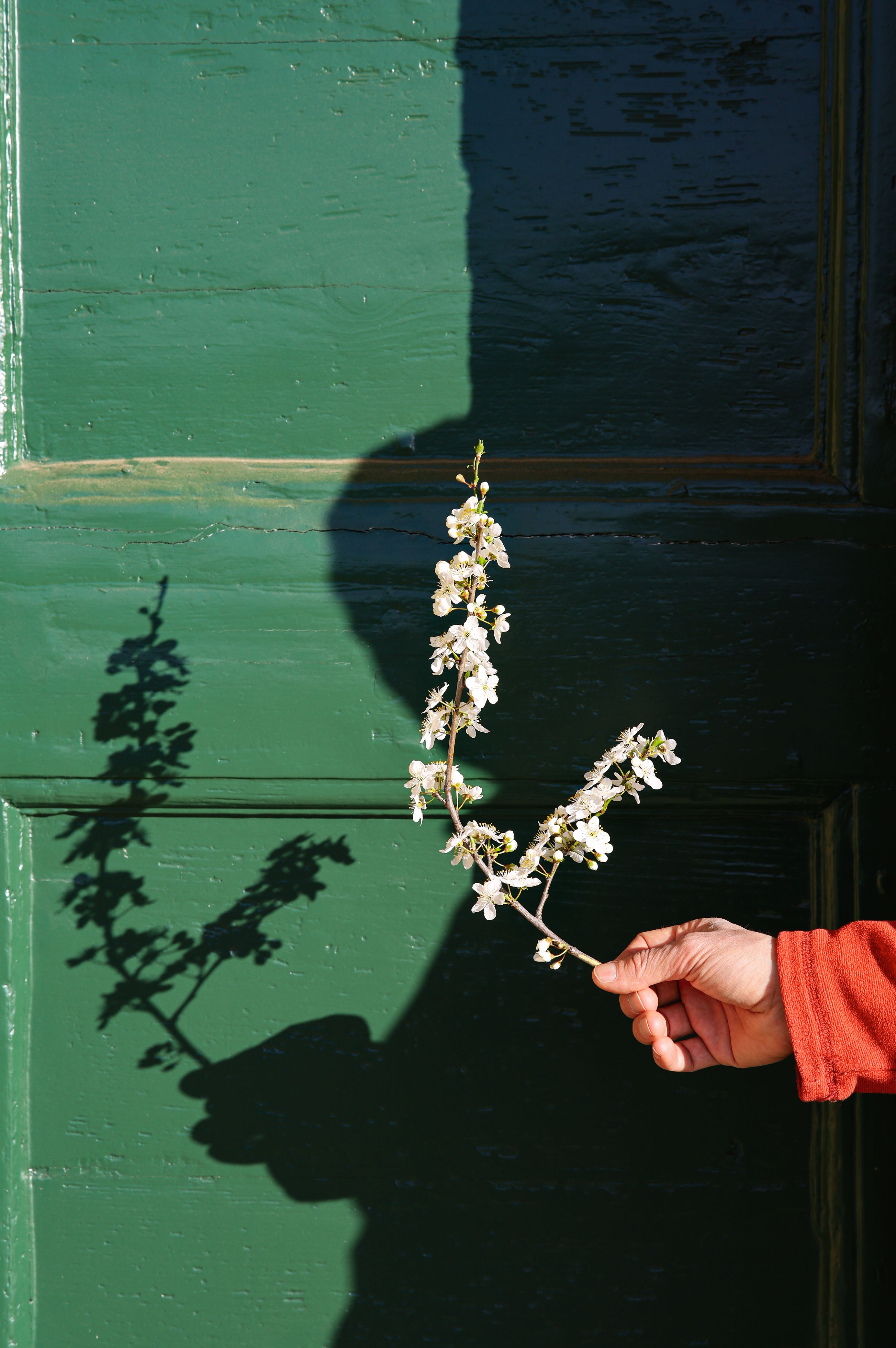 Black and White Photo of Hand Holding Branch of Flowers · Free Stock Photo