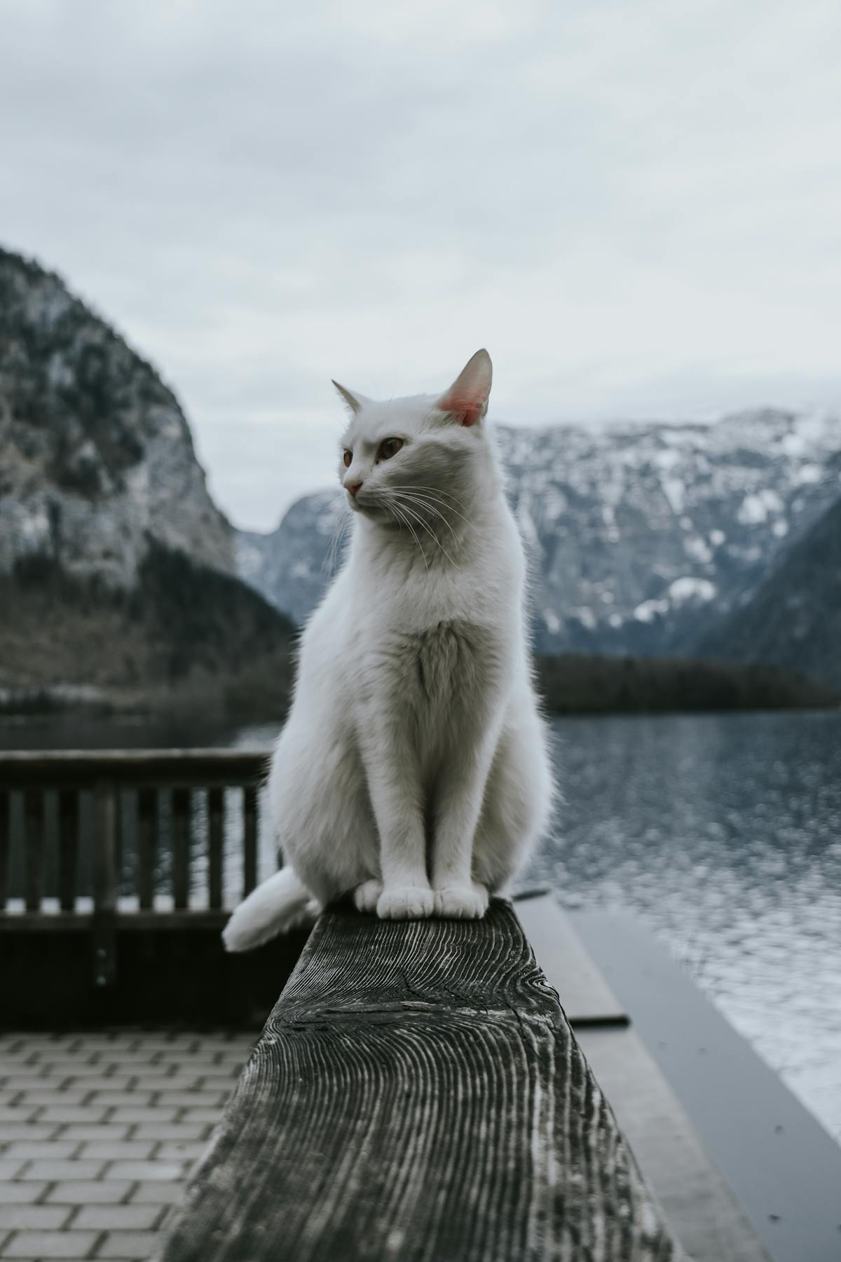 Laptop Wallpaper Cat Aesthetic Photos, Download The BEST Free Laptop ...