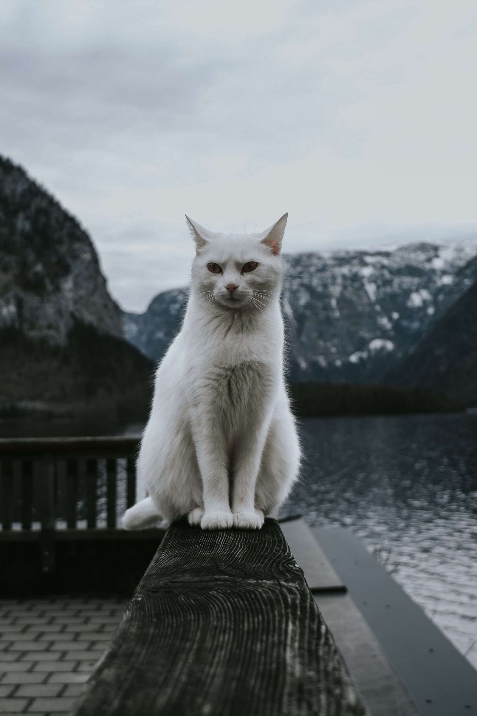 Aesthetic Cat Wallpaper Photos, Download The BEST Free Aesthetic Cat ...