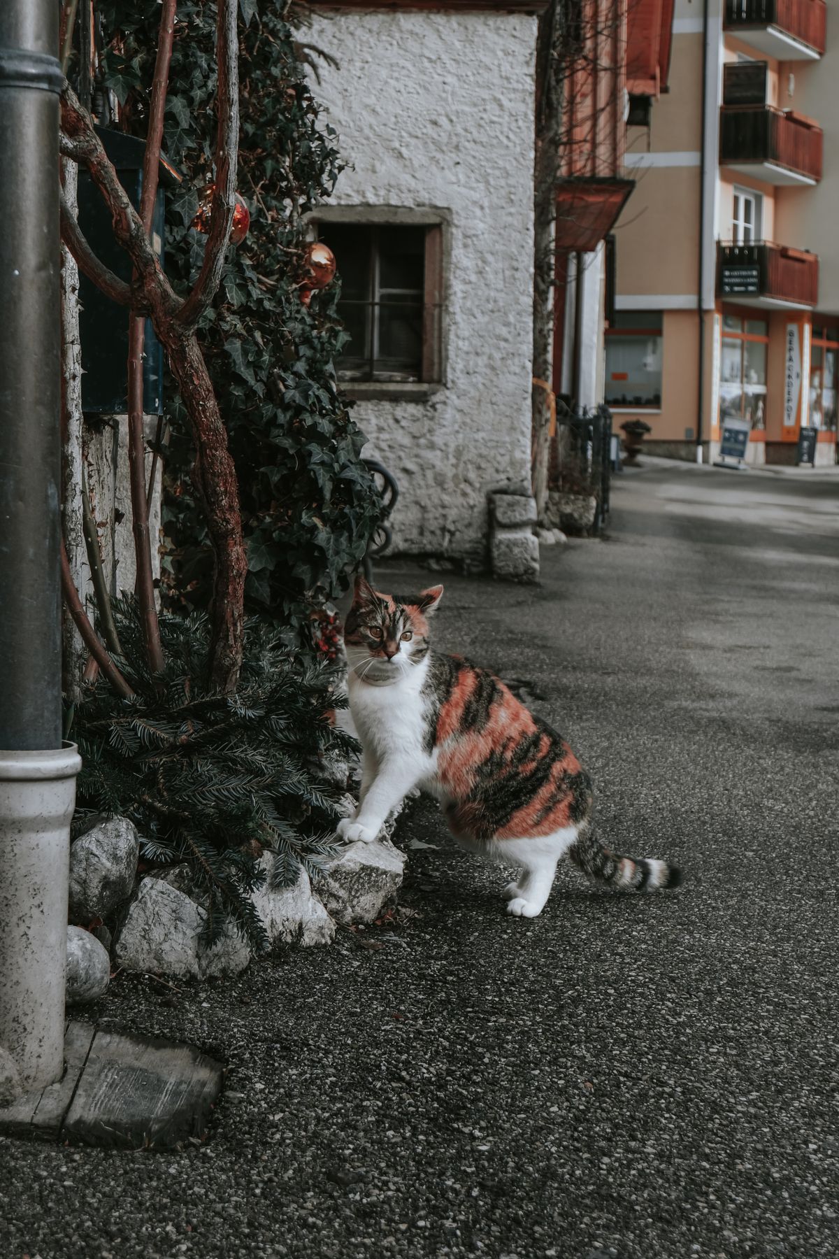 Aesthetic Cat Wallpaper Photos, Download The BEST Free Aesthetic Cat ...