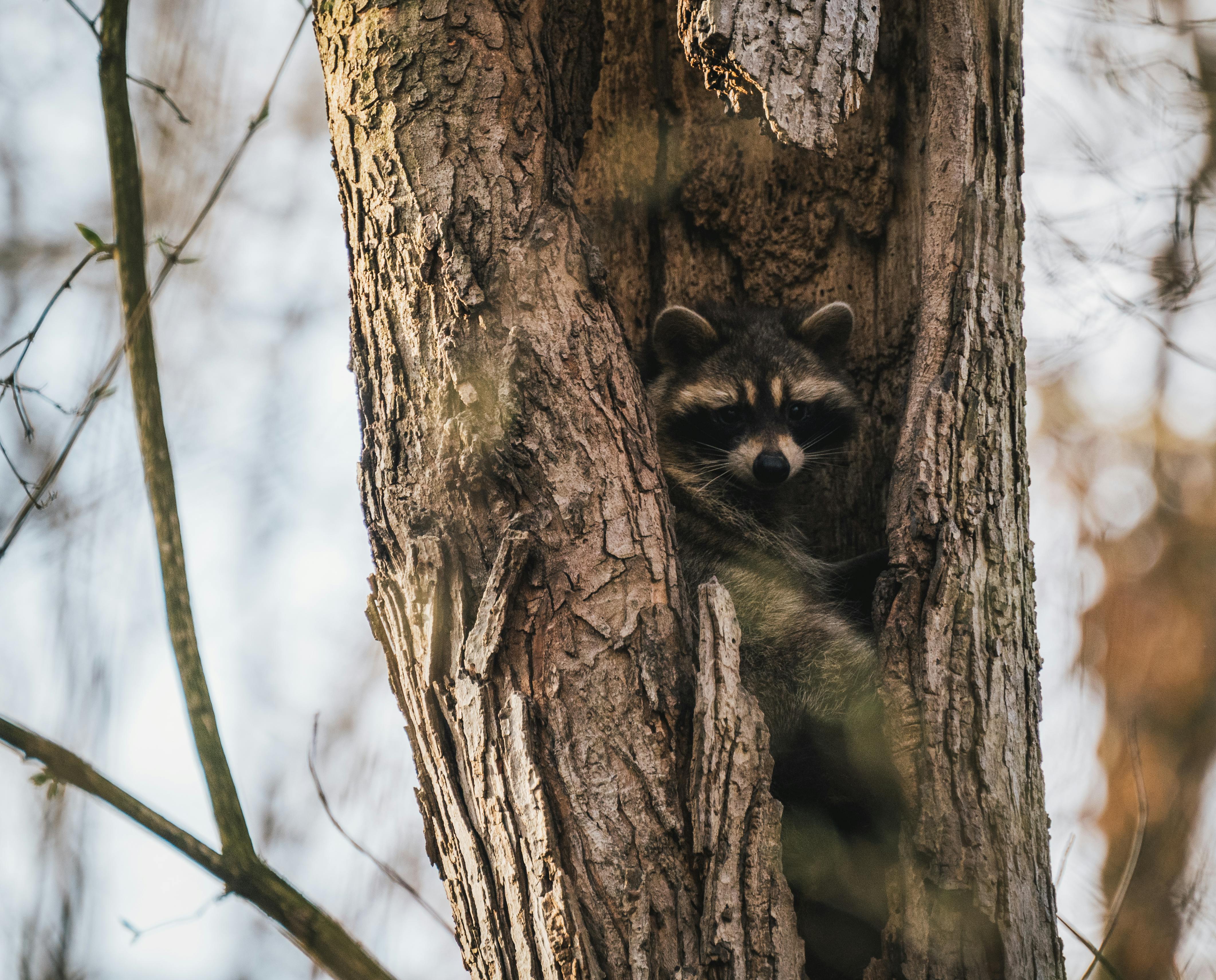 Raccoon on Tree · Free Stock Photo