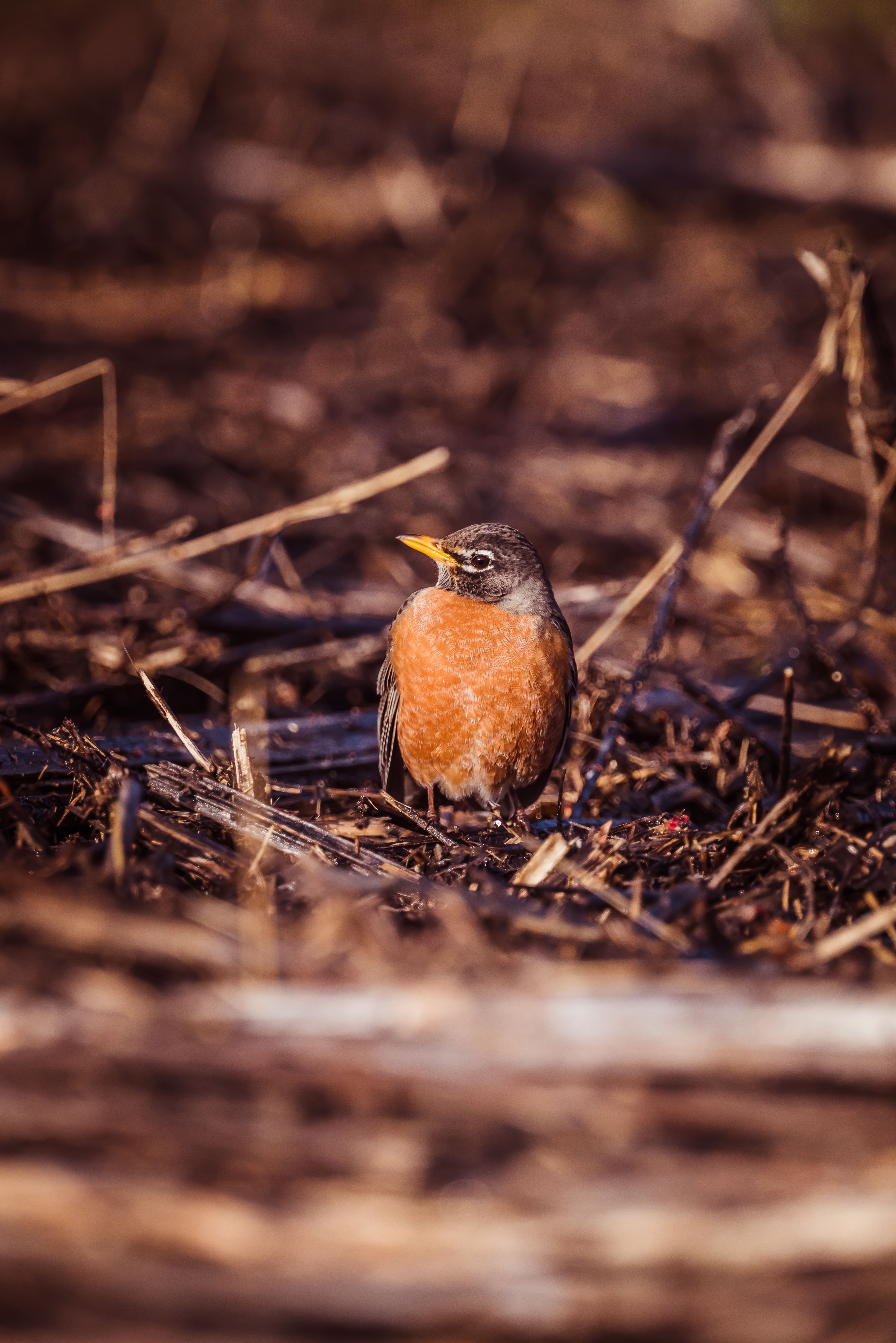 American Robin on Ground · Free Stock Photo