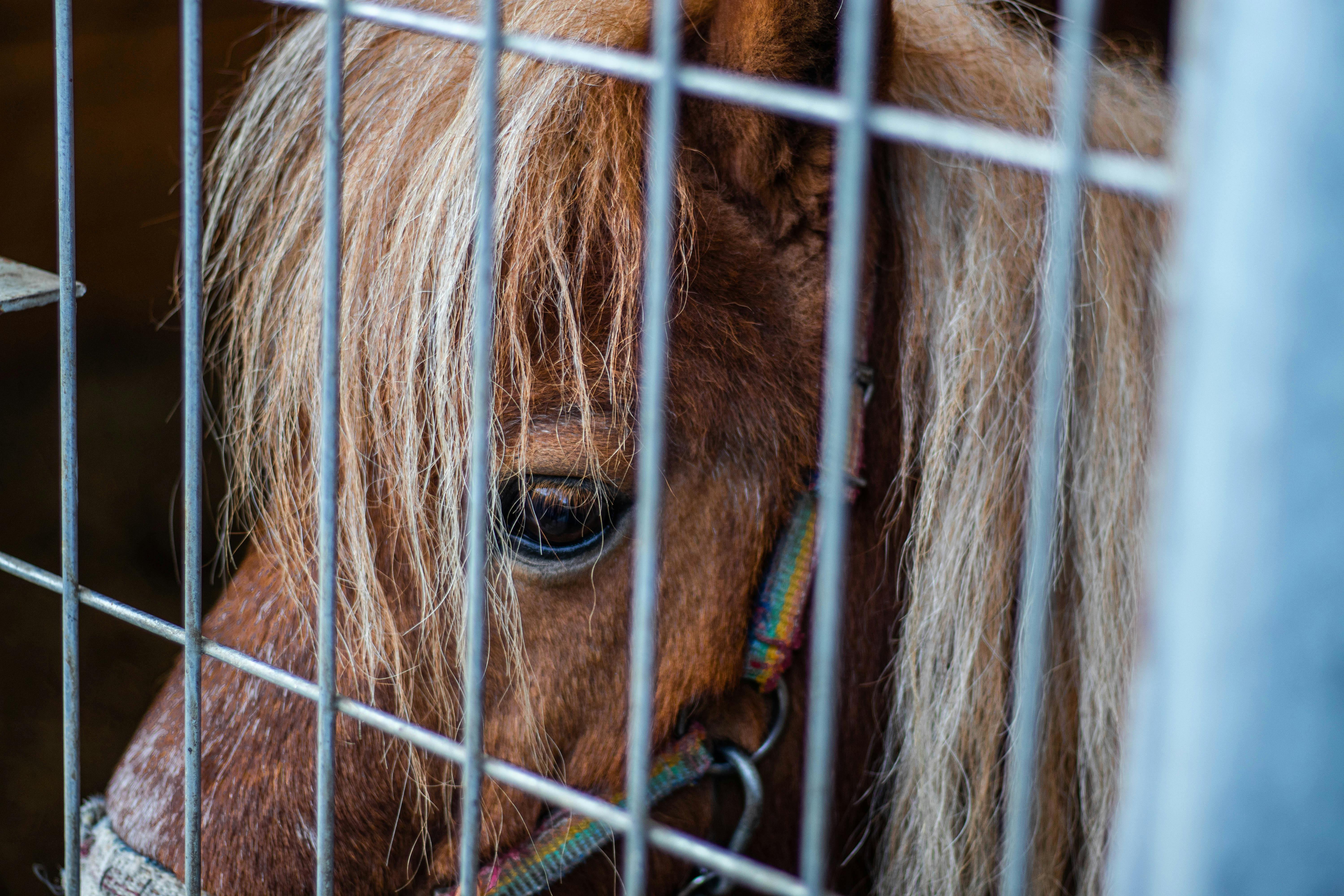 Closeup of a Mule behind a Metal Fence · Free Stock Photo
