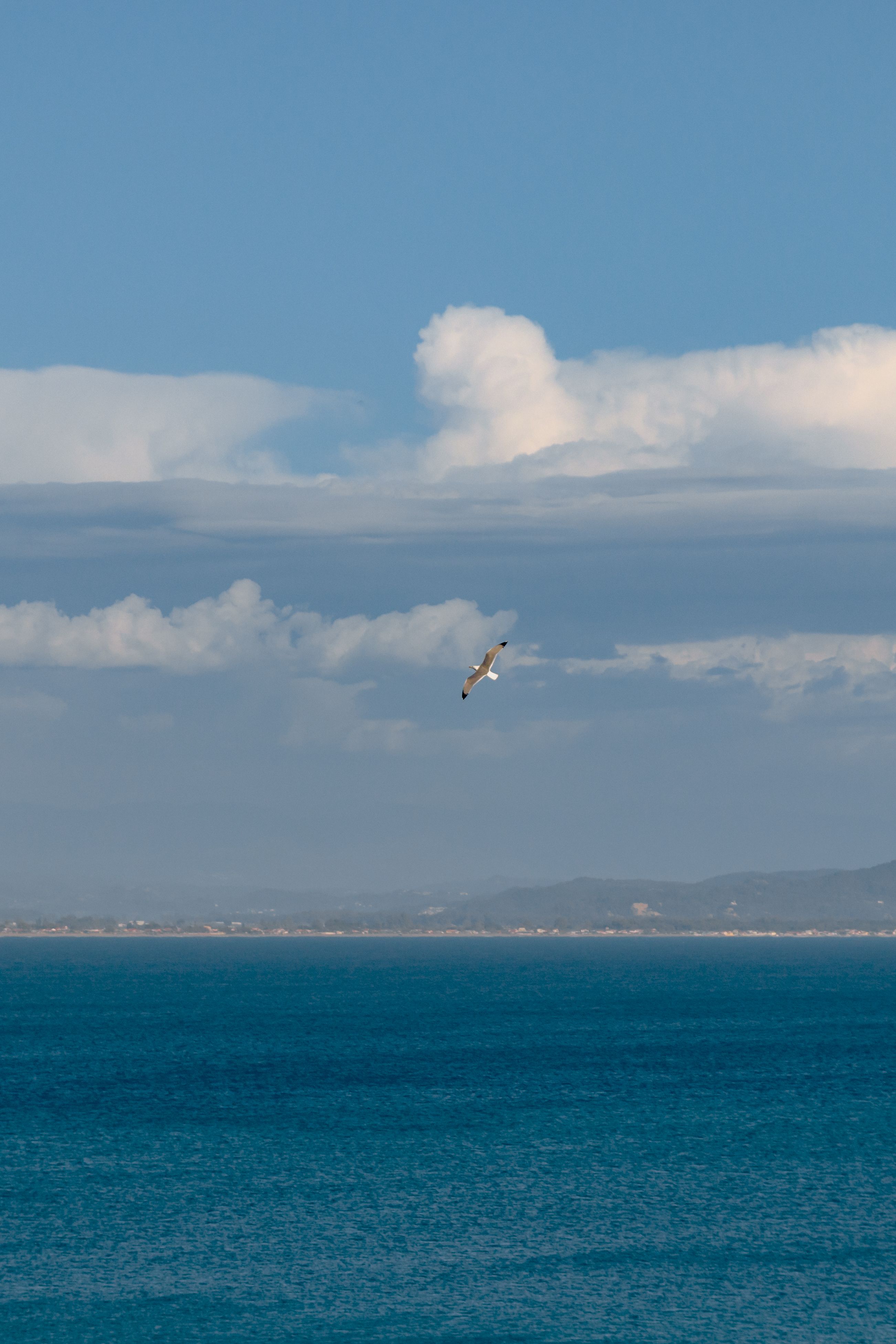 Seagull Flying over Blue Sea · Free Stock Photo