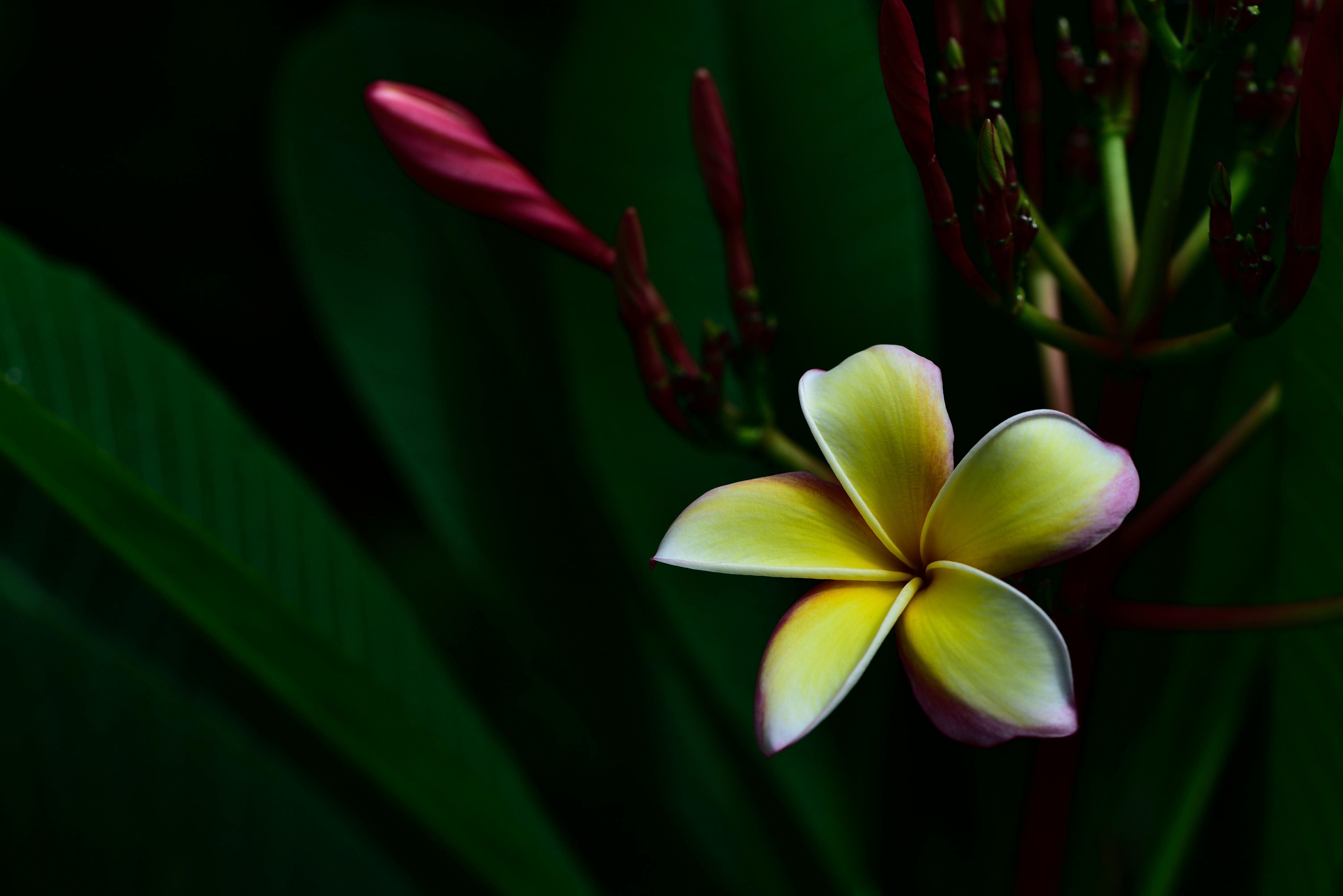Beautiful Delicate Flower · Free Stock Photo