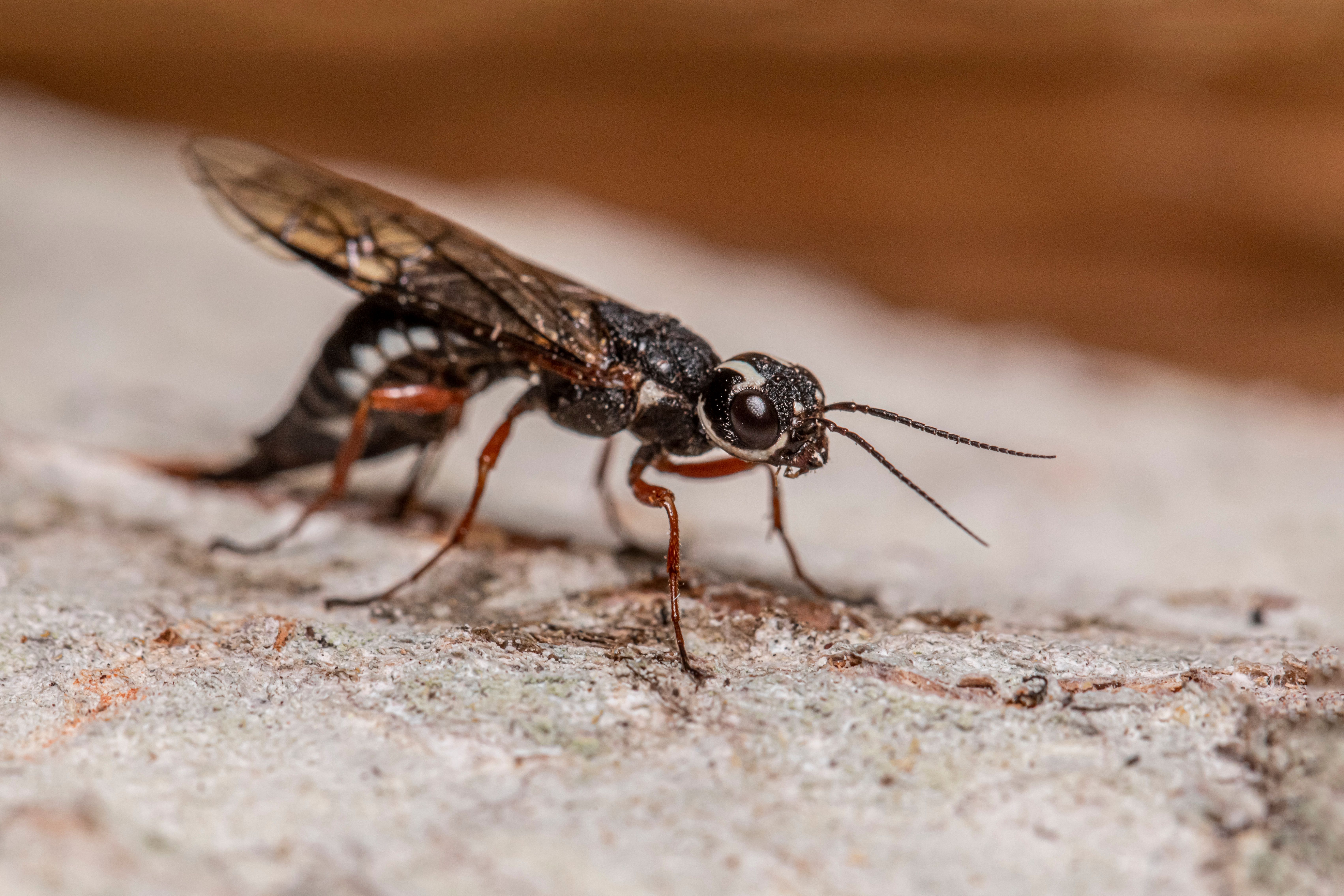 Fly on a Rock · Free Stock Photo