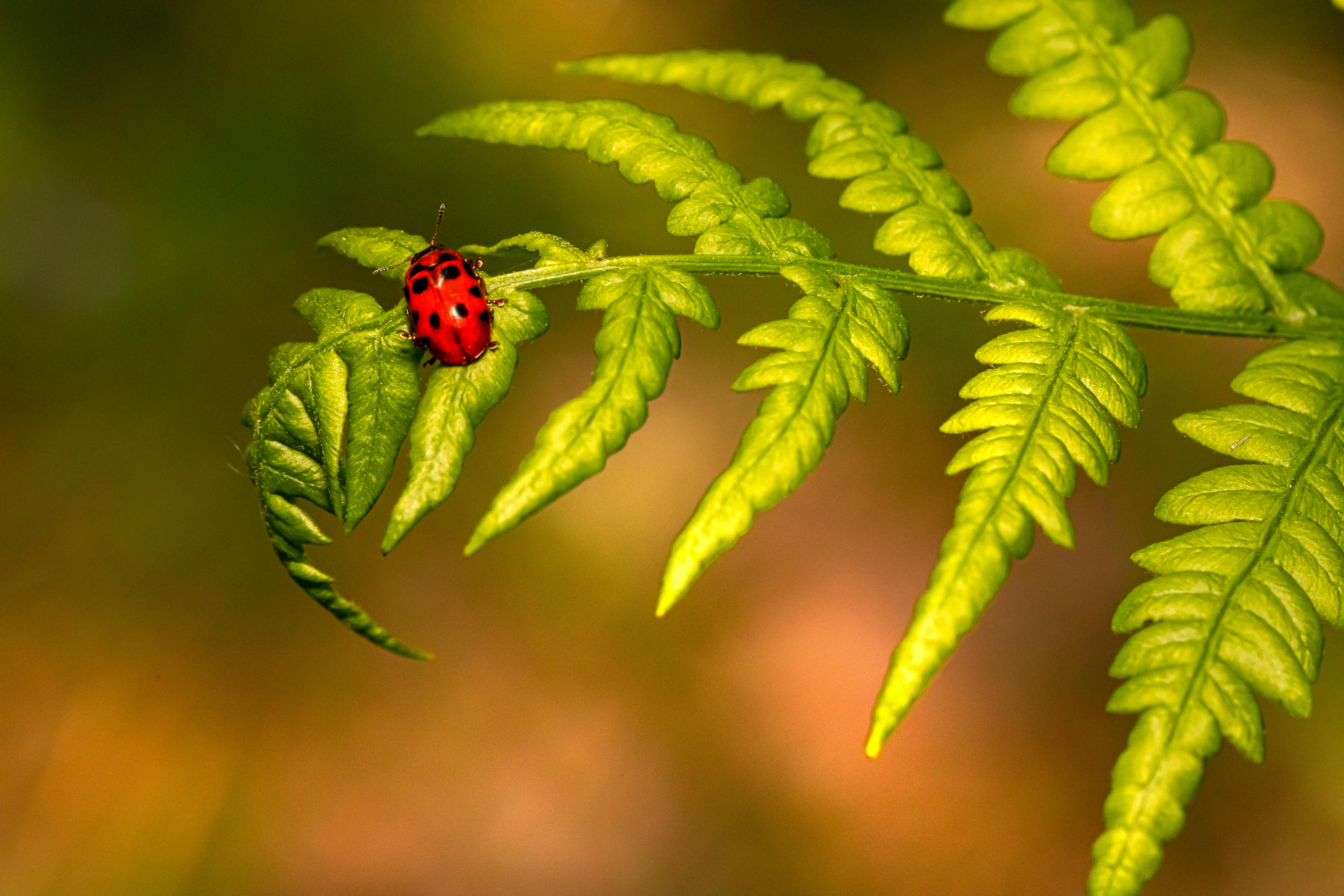 Ladybug on Leaves · Free Stock Photo
