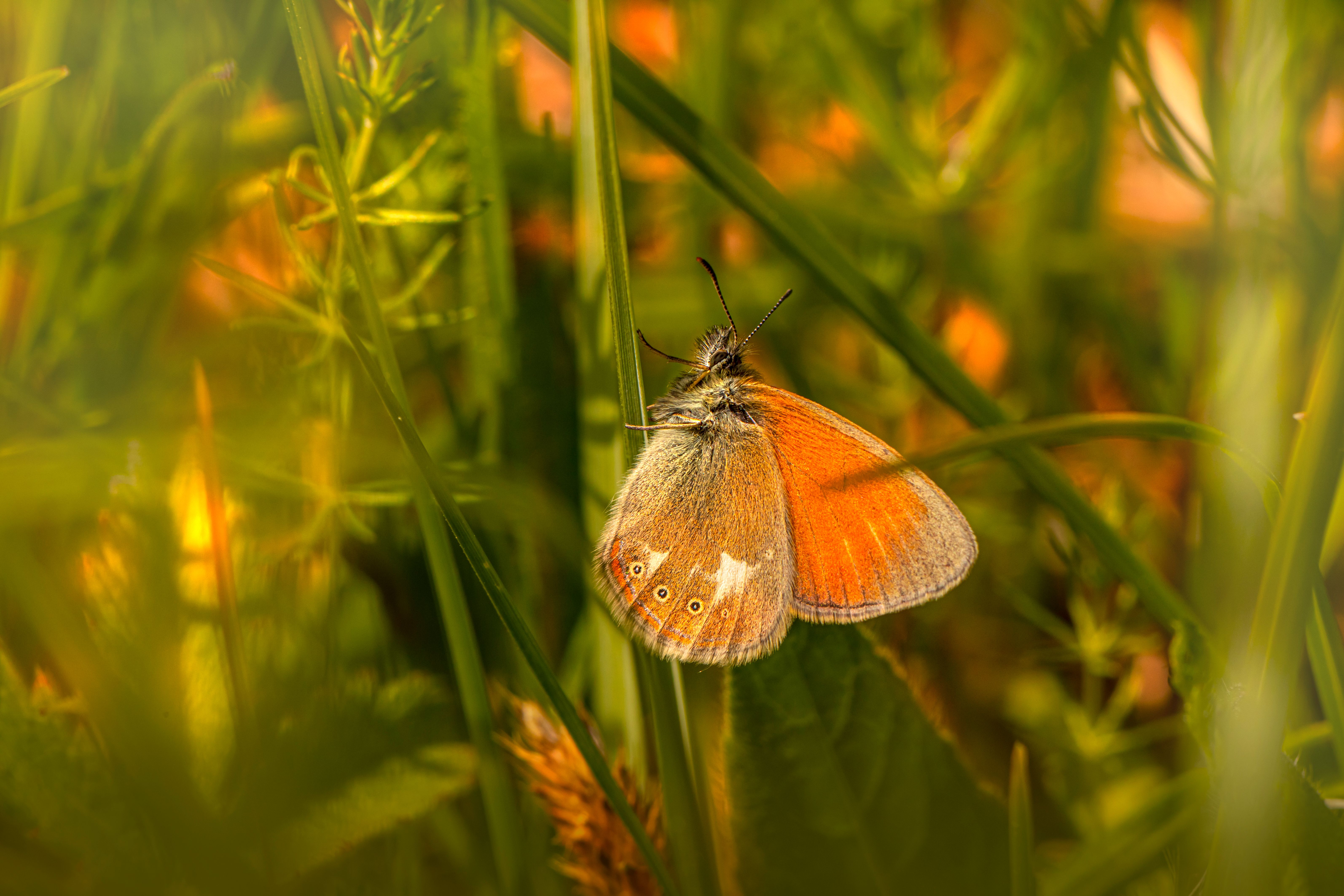 Alpine Heath Butterfly · Free Stock Photo