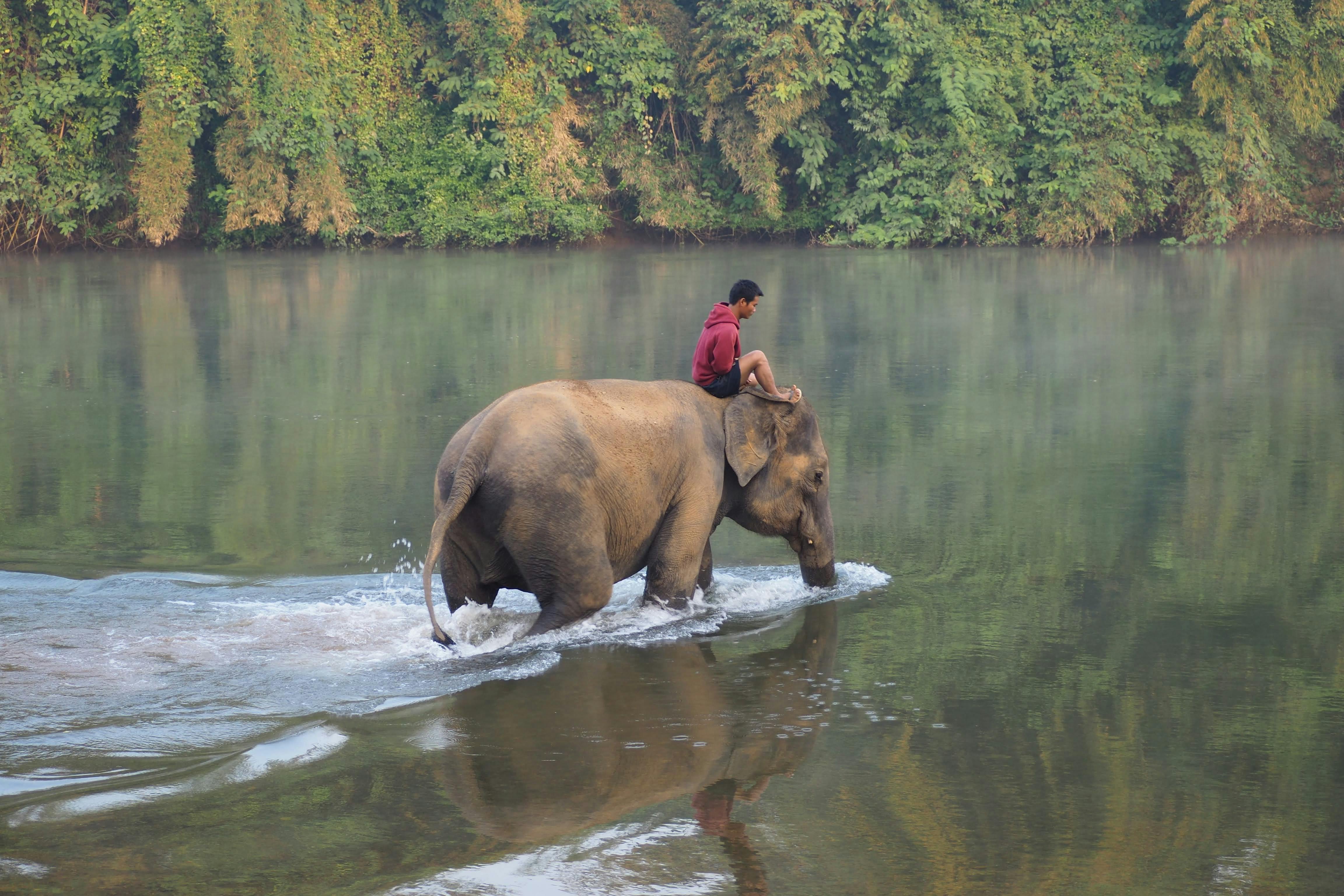 Man Riding on Elephant · Free Stock Photo