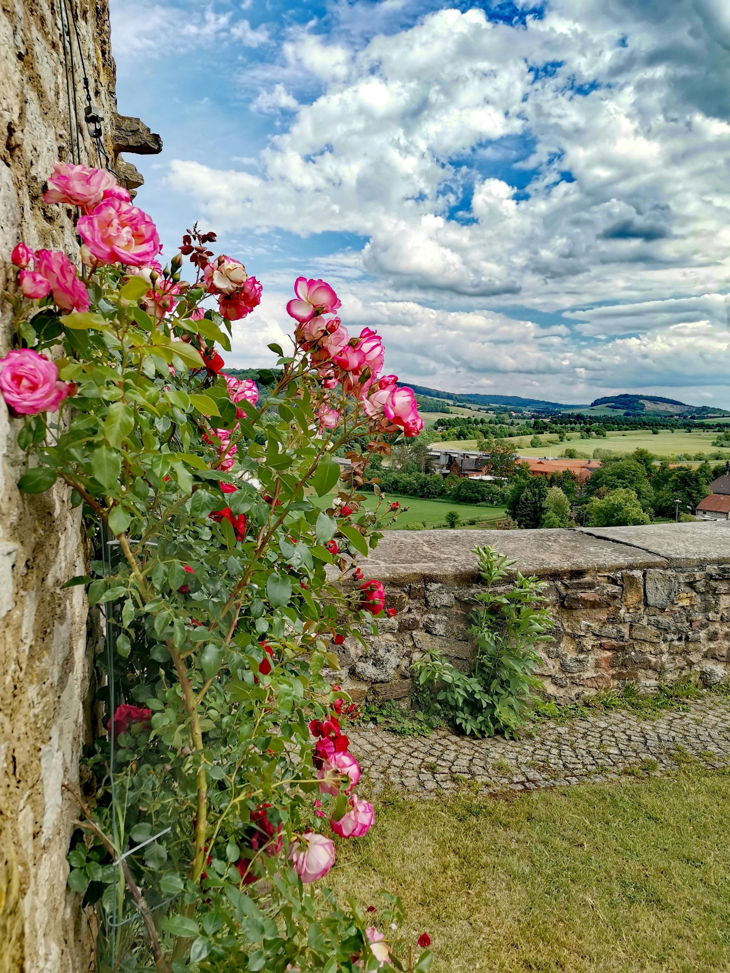 Roses on Wall in Countryside · Free Stock Photo